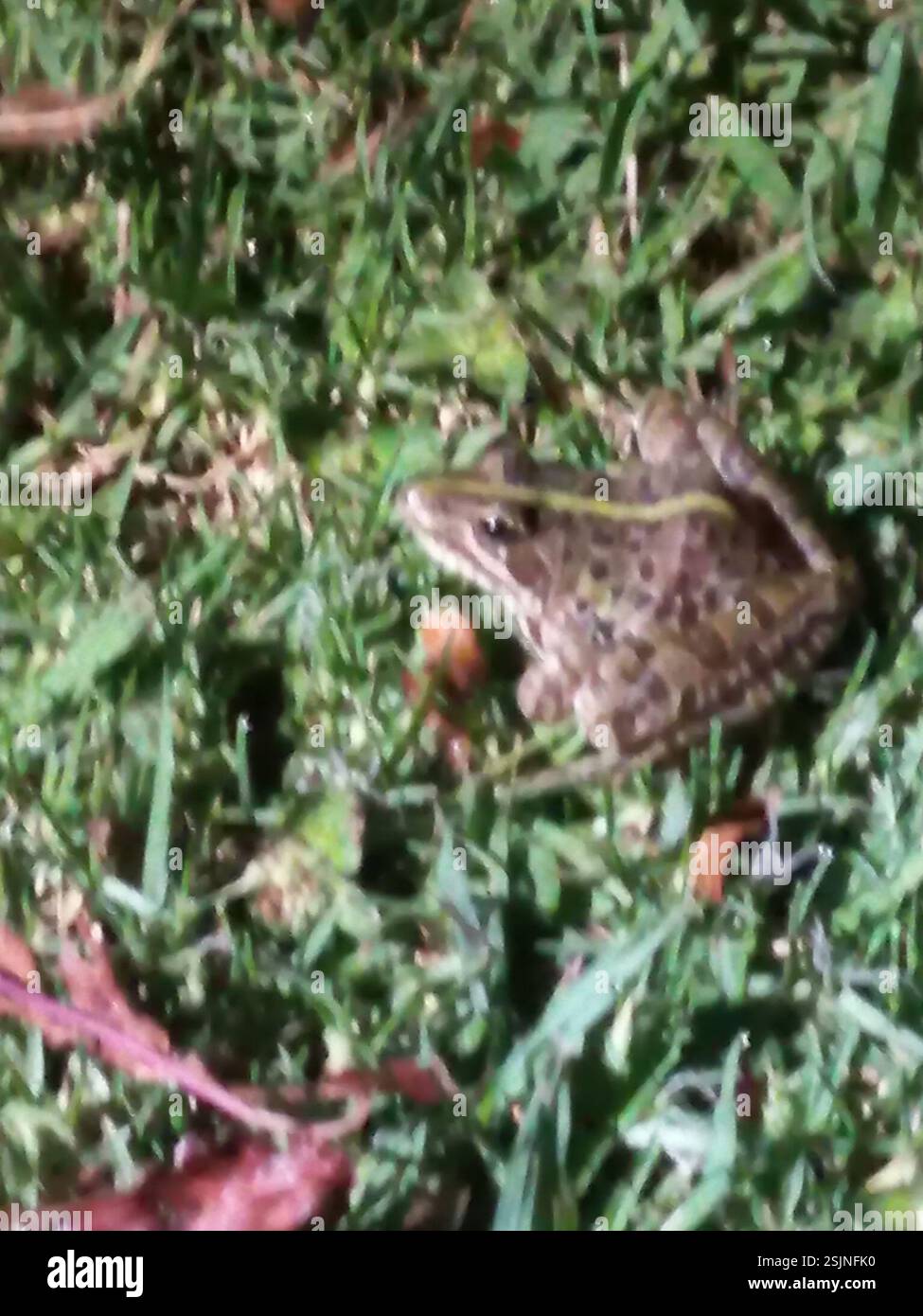Common River Frog (Amietia delalandii), Amphibia, Underberg, South ...