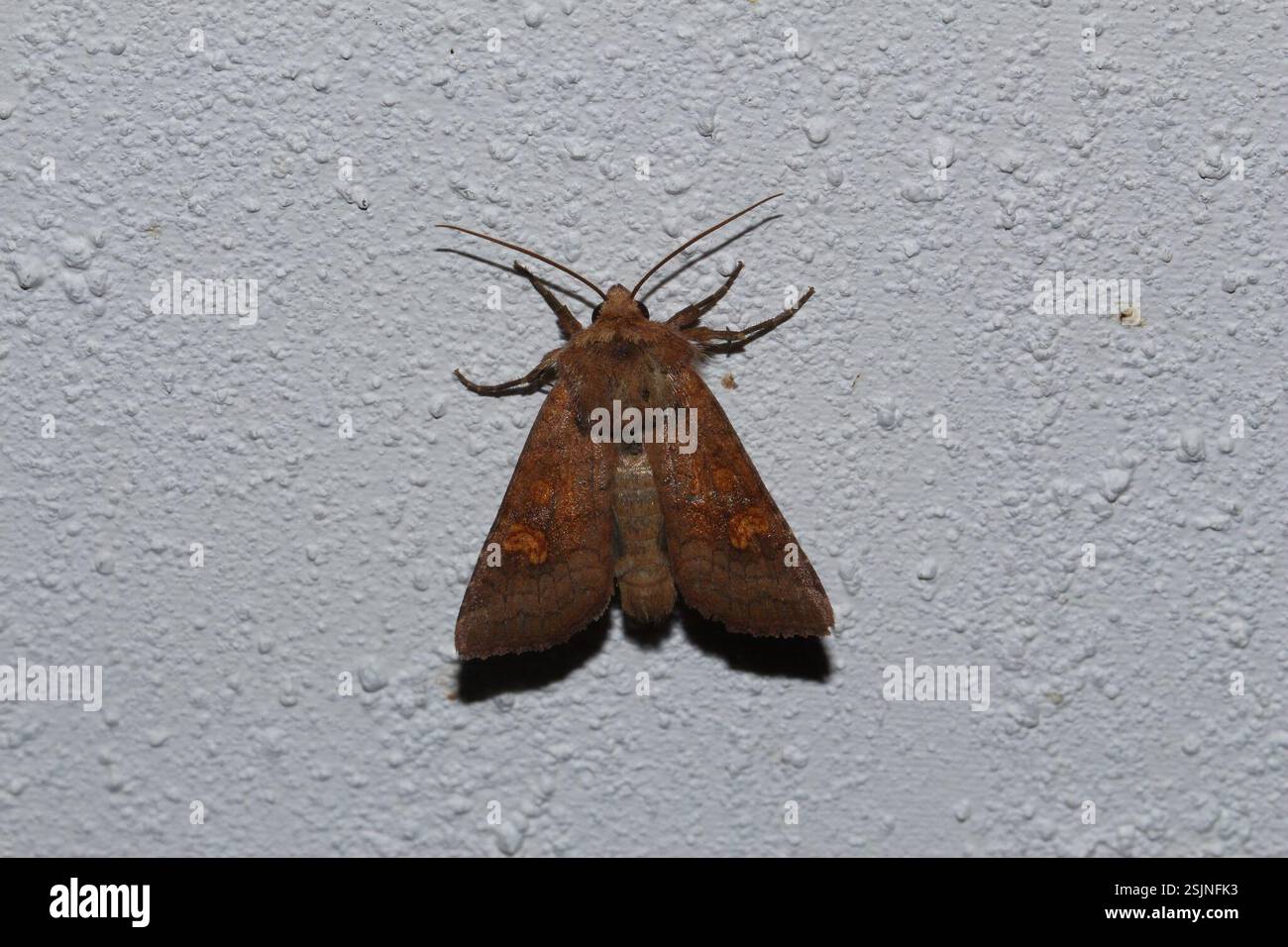 Ear Moth (Amphipoea oculea), Insecta, 8400 Ebeltoft, Danmark Stock ...
