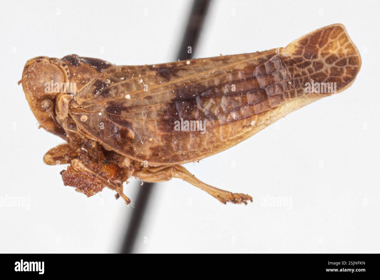 (Colpoptera maculifrons maculata), Insecta, Guanica, Guánica, Puerto ...