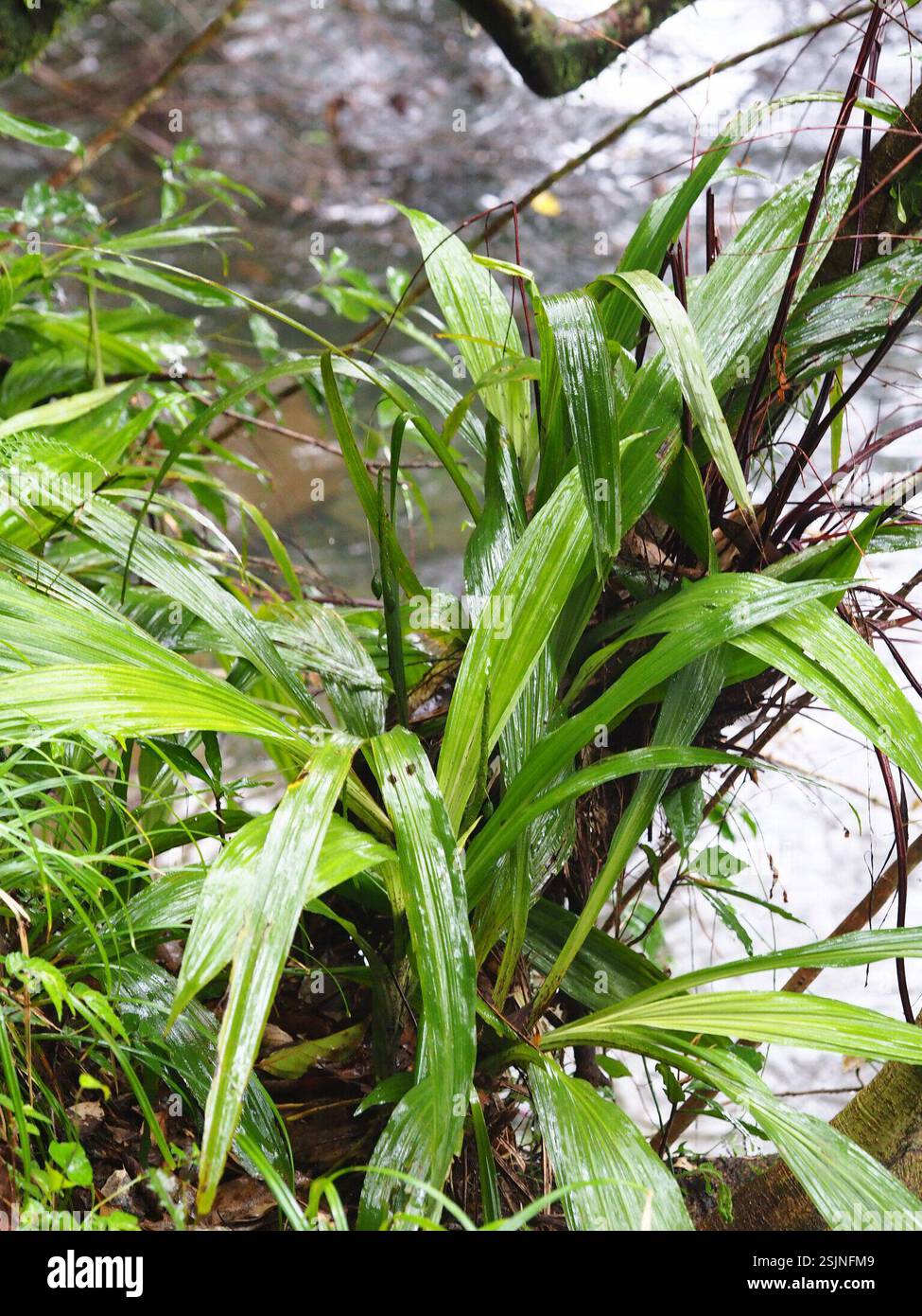 Taiwan Christmas Orchid (Calanthe formosana), Plantae, New Taipei, TW ...