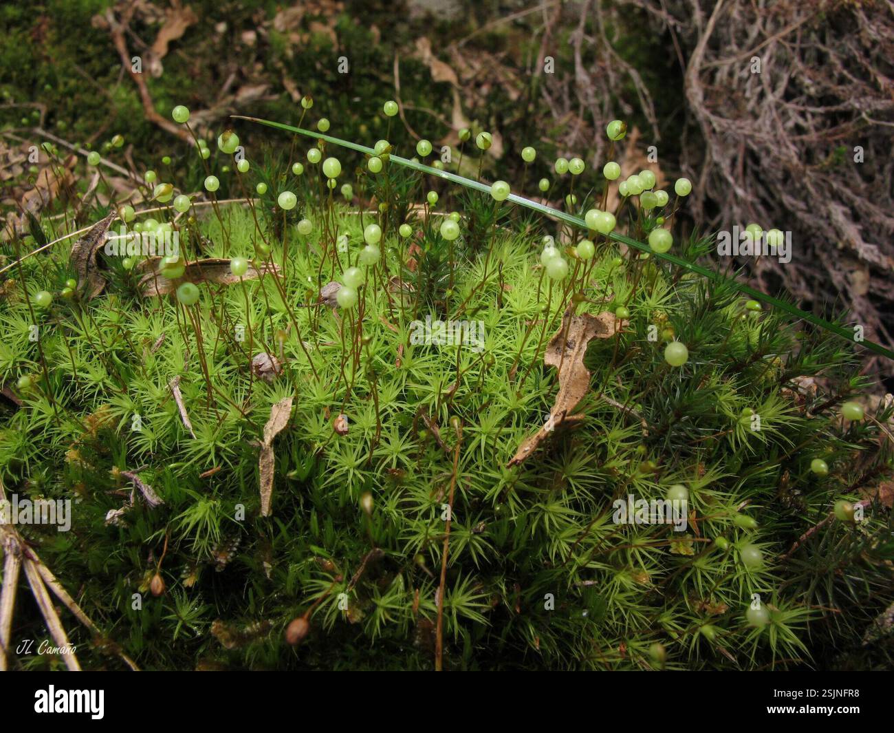 Common Apple-moss (Bartramia pomiformis), Plantae, Ourense, España, On ...