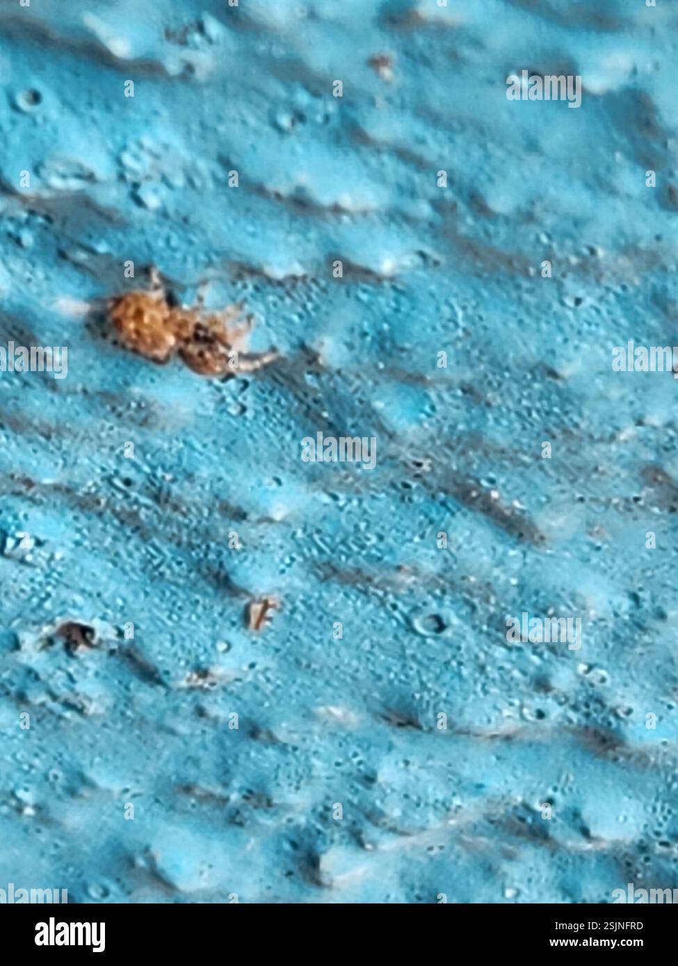 (Mexigonus), Arachnida, Melchor Ocampo, 22456 Tijuana, B.C., Mexico ...