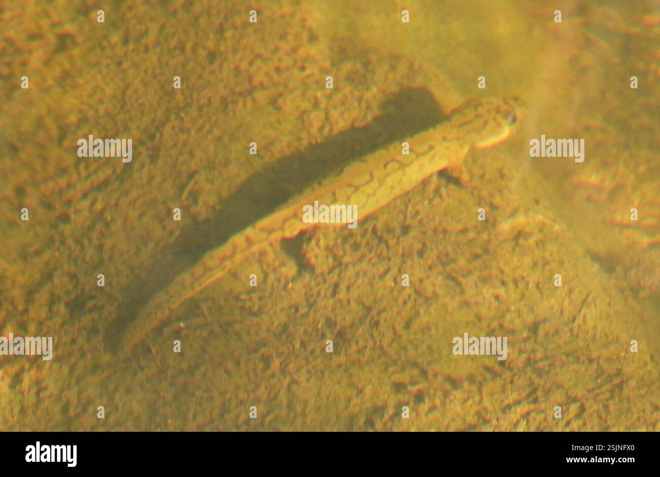 Italian Alpine Newt (Ichthyosaura alpestris apuana), Amphibia, Liguria ...
