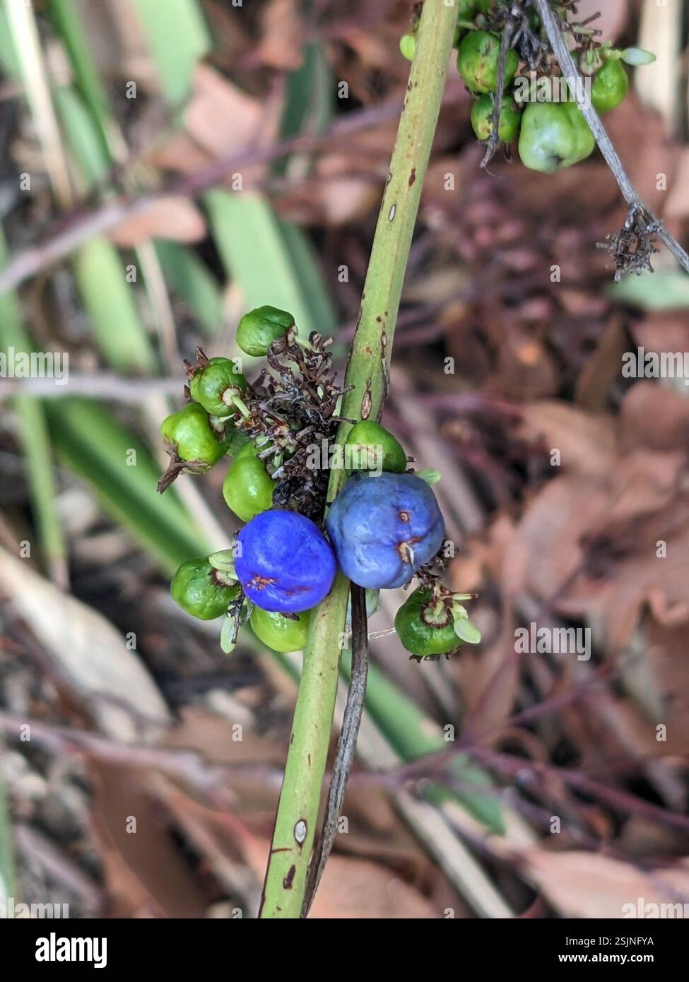 blue flax-lily (Dianella caerulea), Plantae, Chermside QLD 4032 ...