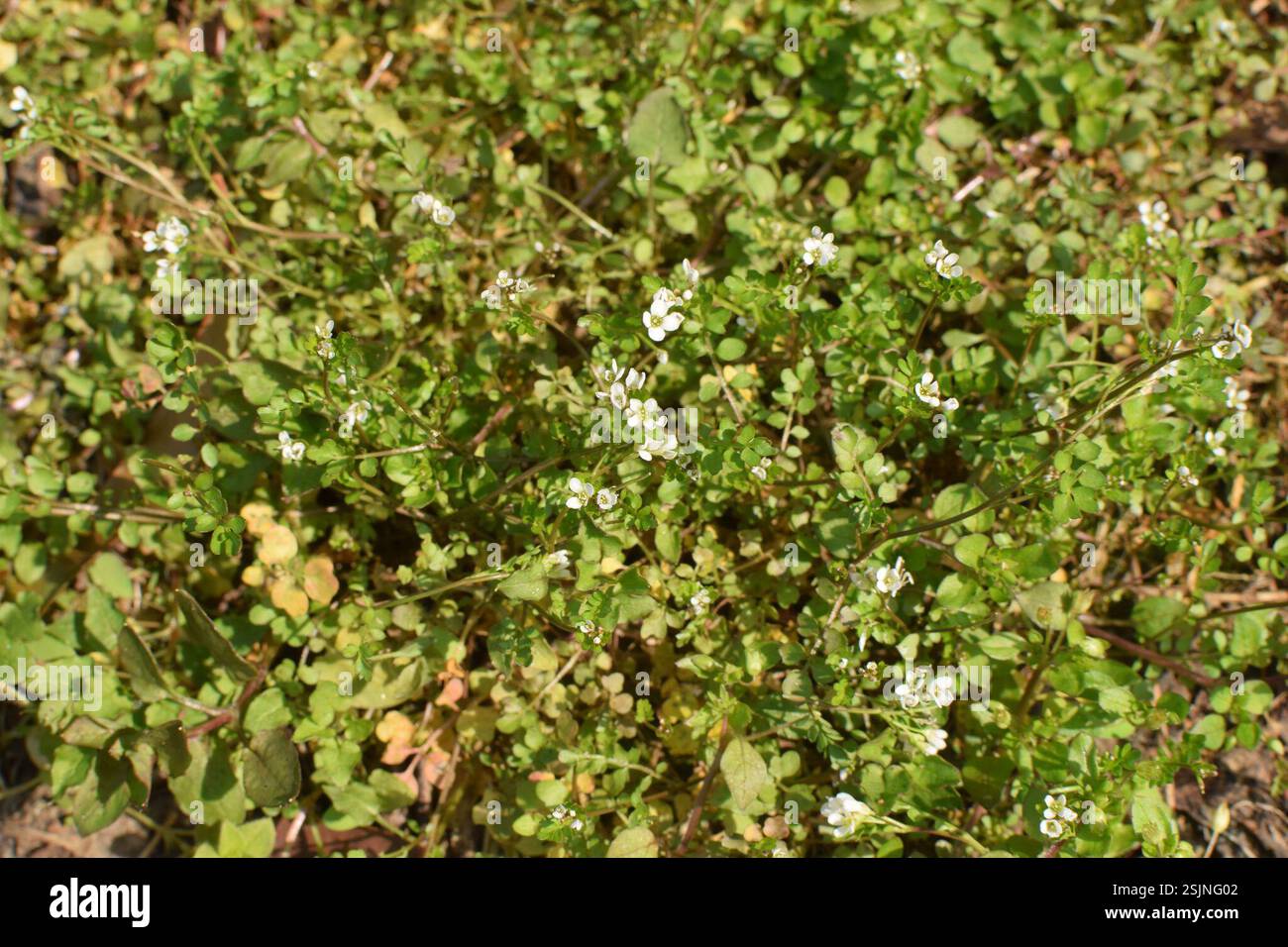 Nursery bittercress (Cardamine occulta), Plantae, 中国浙江省杭州市西湖区 Stock ...