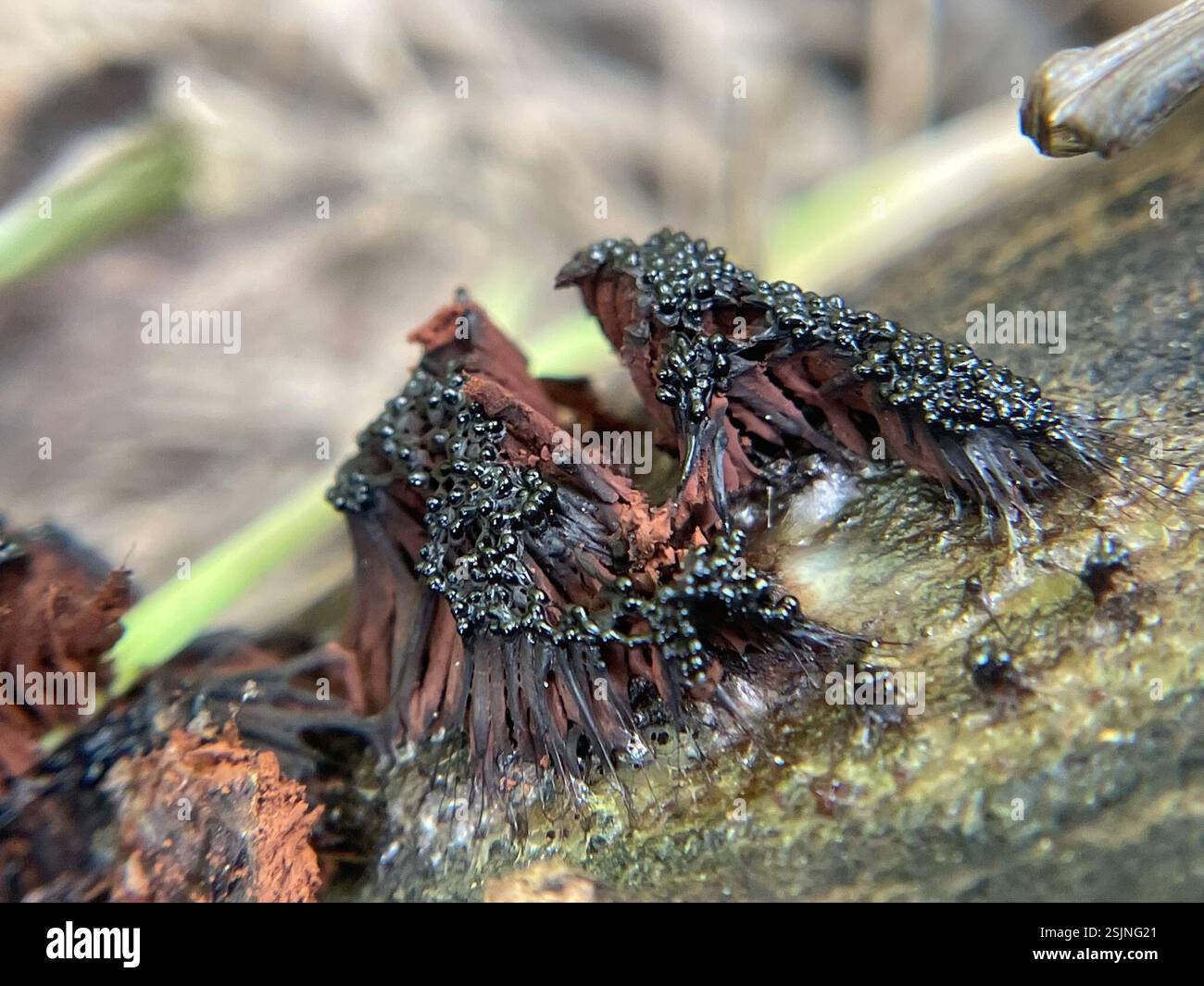 chocolate tube slime (Stemonitis splendens), Protozoa, Alviso, San Jose ...