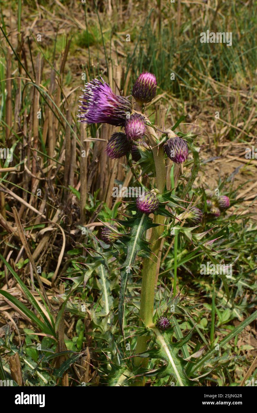 Japanese thistle (Cirsium japonicum), Plantae, 中国贵州省黔南布依族苗族自治州龙里县 Stock ...