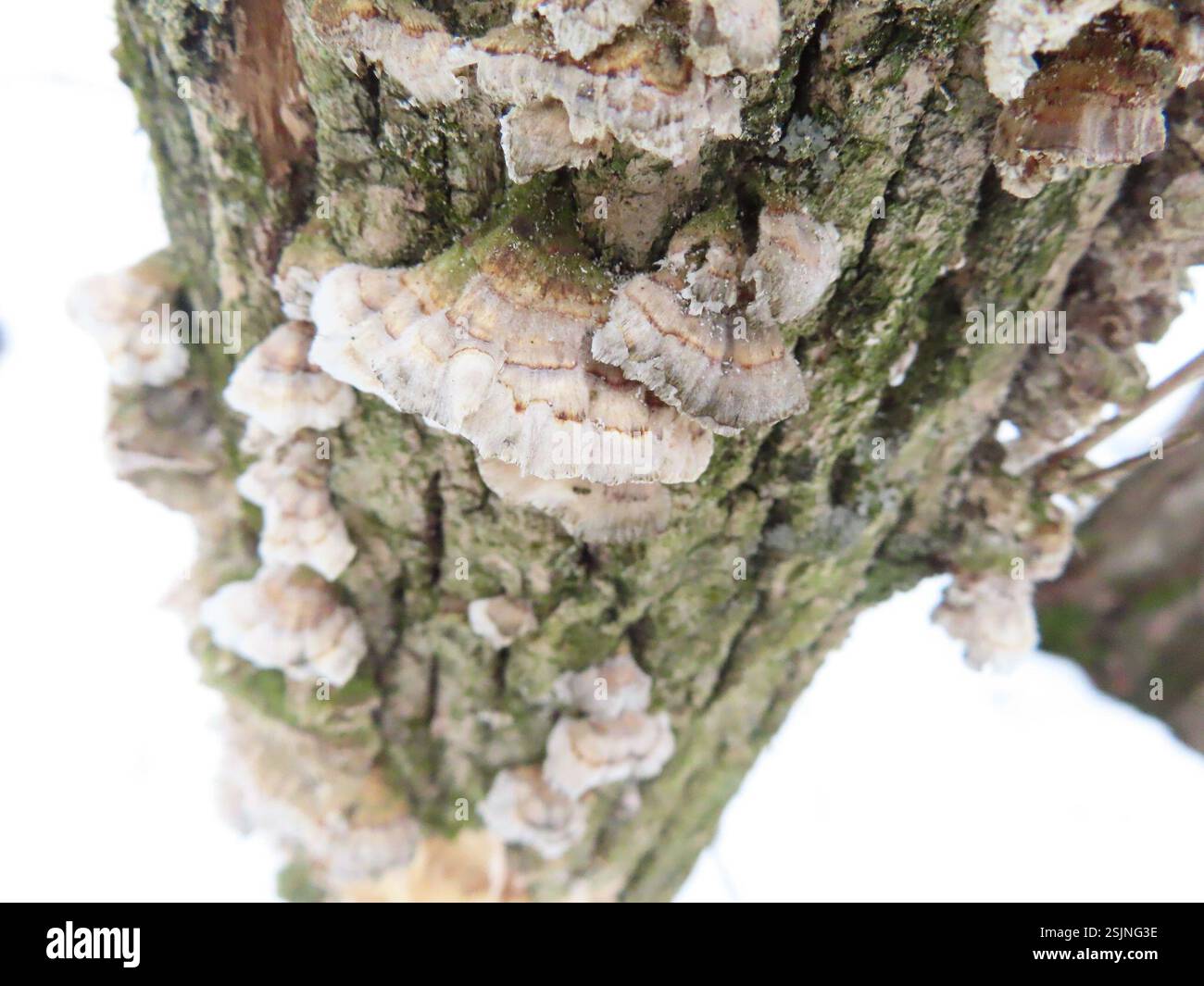 mushrooms, bracket fungi, puffballs, and allies (Agaricomycetes), Fungi ...