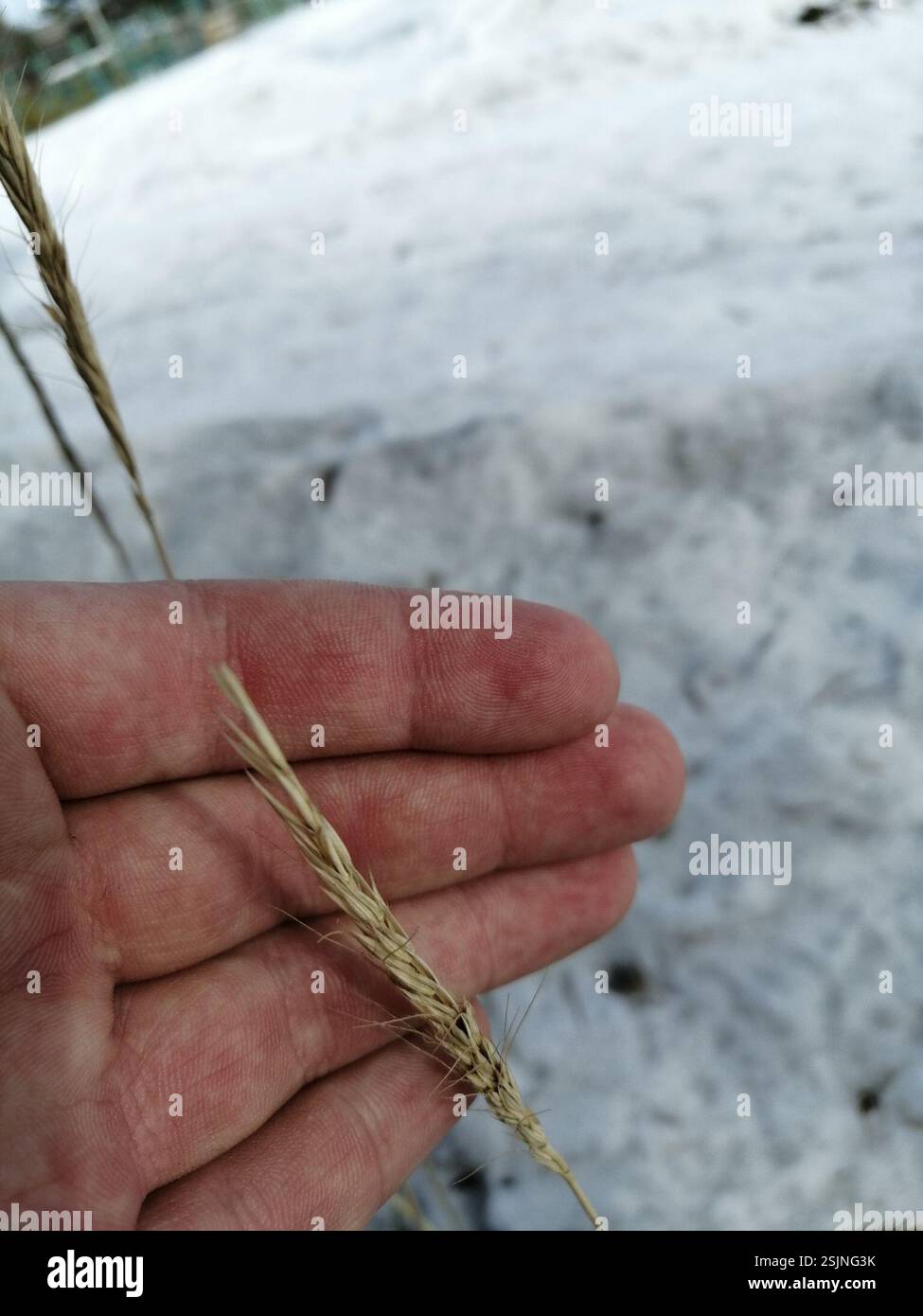 Wild Ryes and Wheatgrasses (Elymus), Plantae, Раздолье, Иркутская обл ...