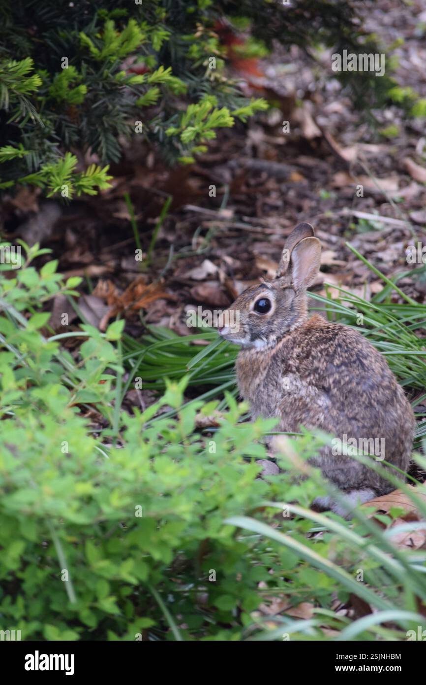 Rabbit bush hi-res stock photography and images - Alamy
