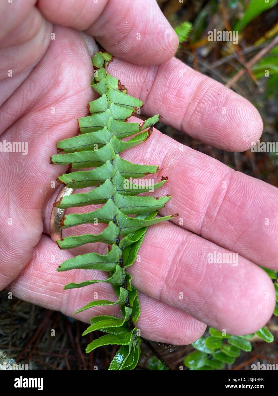 Fishbone Fern (Nephrolepis cordifolia), Plantae, Luzon, Bontoc ...