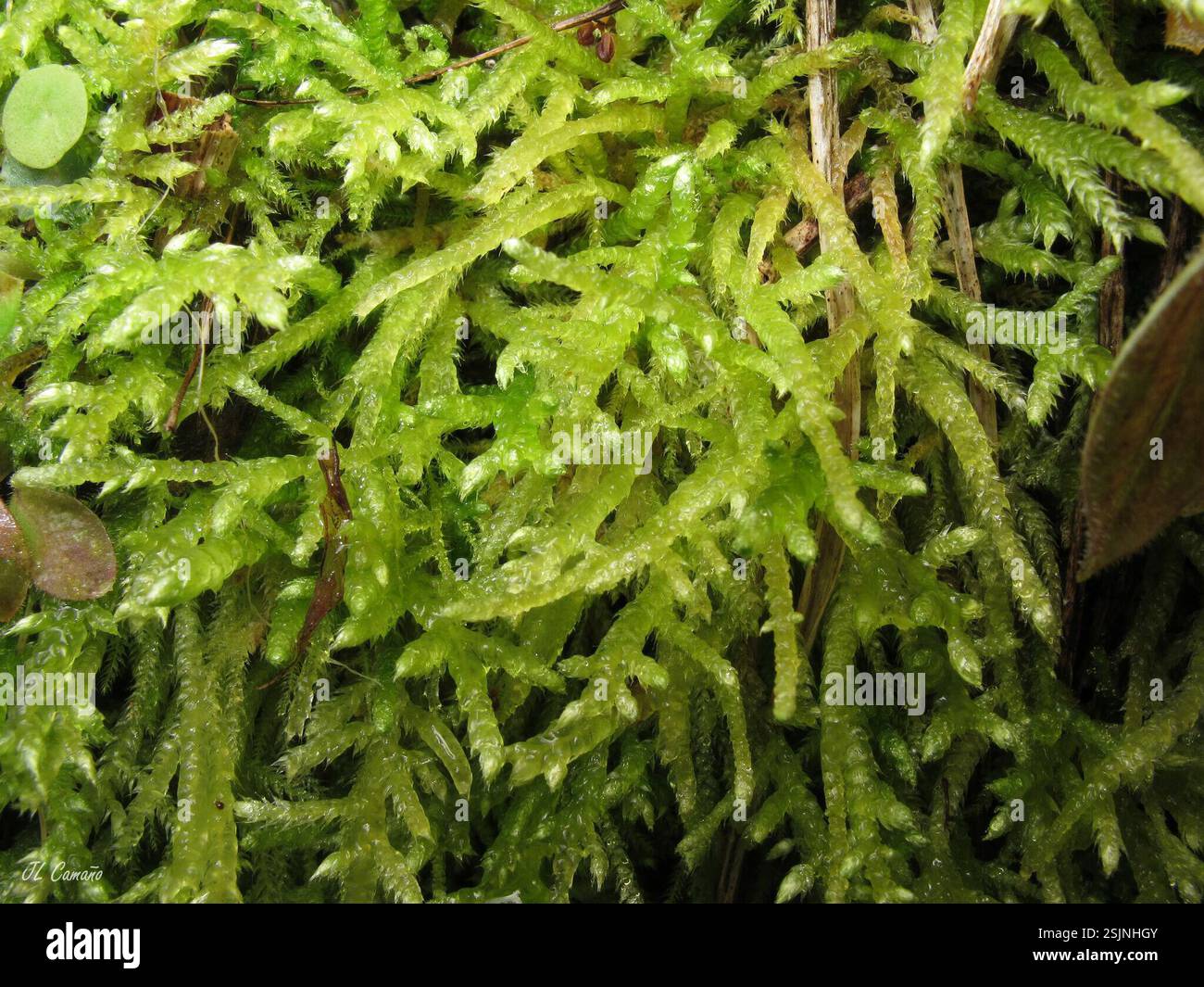 Rough-stalked Feather-moss (Brachythecium rutabulum), Plantae ...