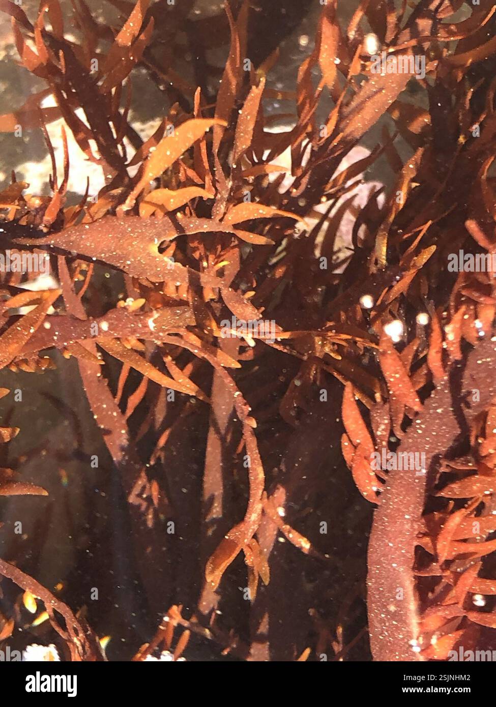 (Prionitis lanceolata), Plantae, San Mateo, Golden Gate National ...