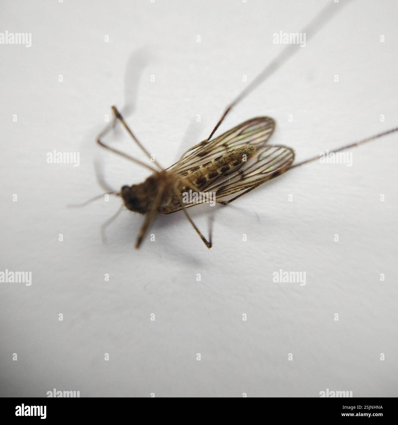 Banded house mosquito (Culiseta annulata), Insecta, Kosanin dol ...
