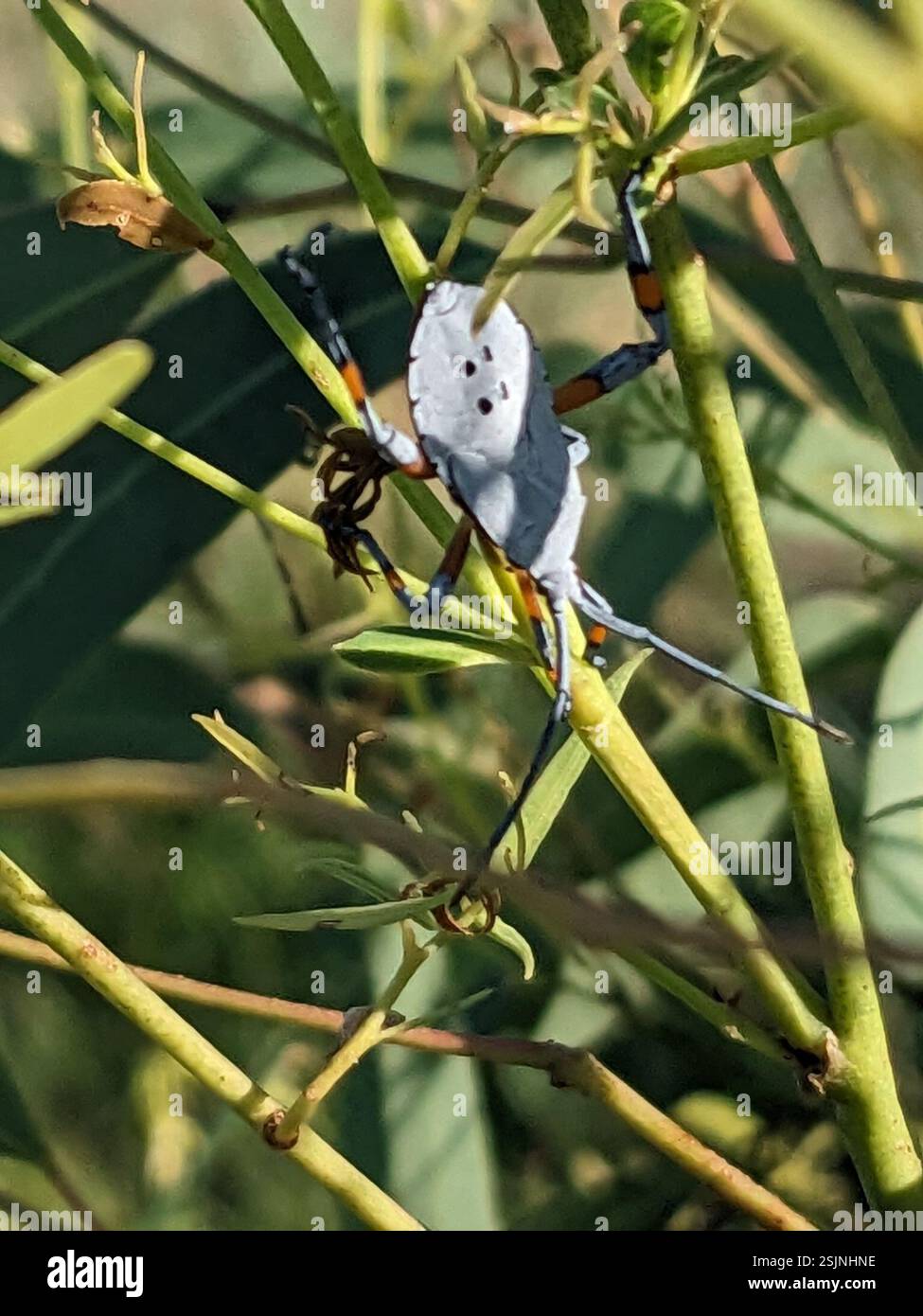 Common Gum-tree Bug (Amorbus robustus), Insecta, Boondall QLD 4034, Australia Stock Photo - Alamy