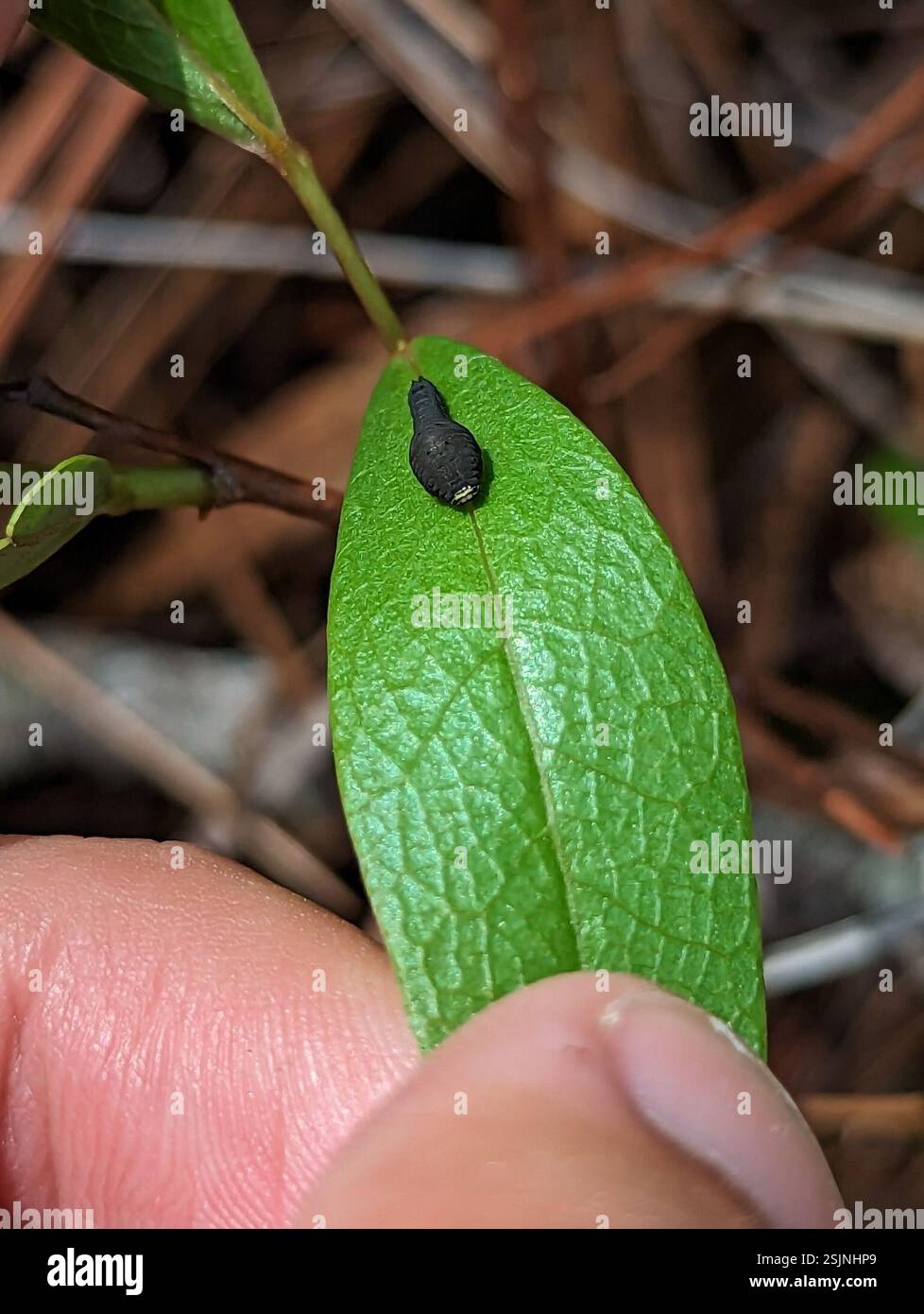 Butterflies and Moths (Lepidoptera), Insecta, DeLand, FL 32724, USA ...