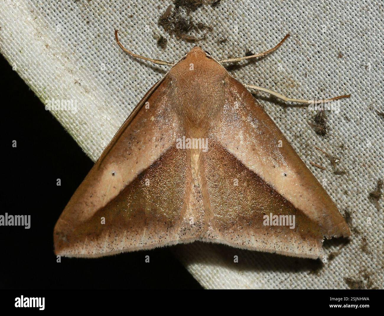 (Bassania olivacea), Insecta, Guango Lodge, Papallacta 150205, Ecuador ...