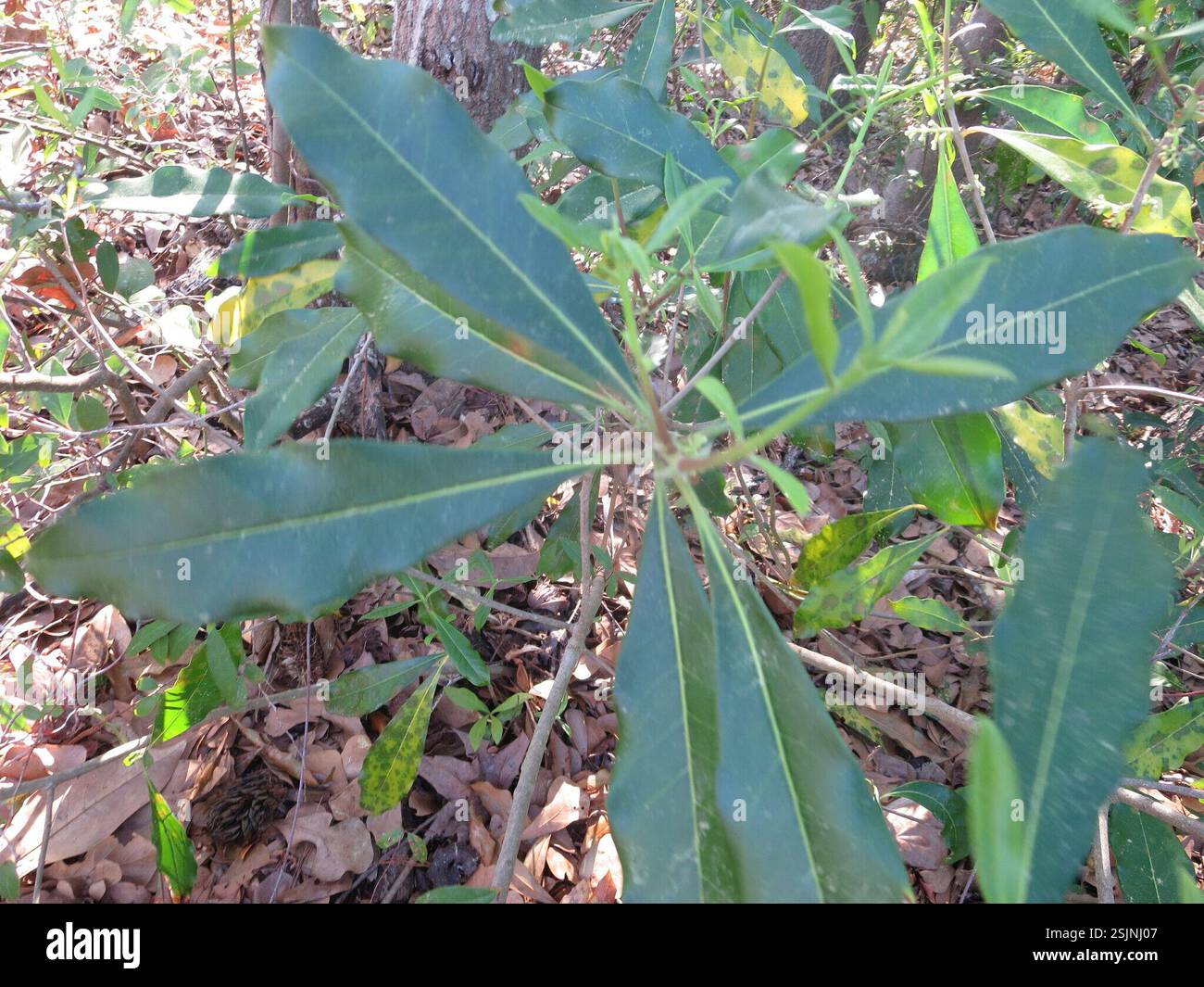American olive (Cartrema americana), Plantae, Windsor Forest, Savannah ...