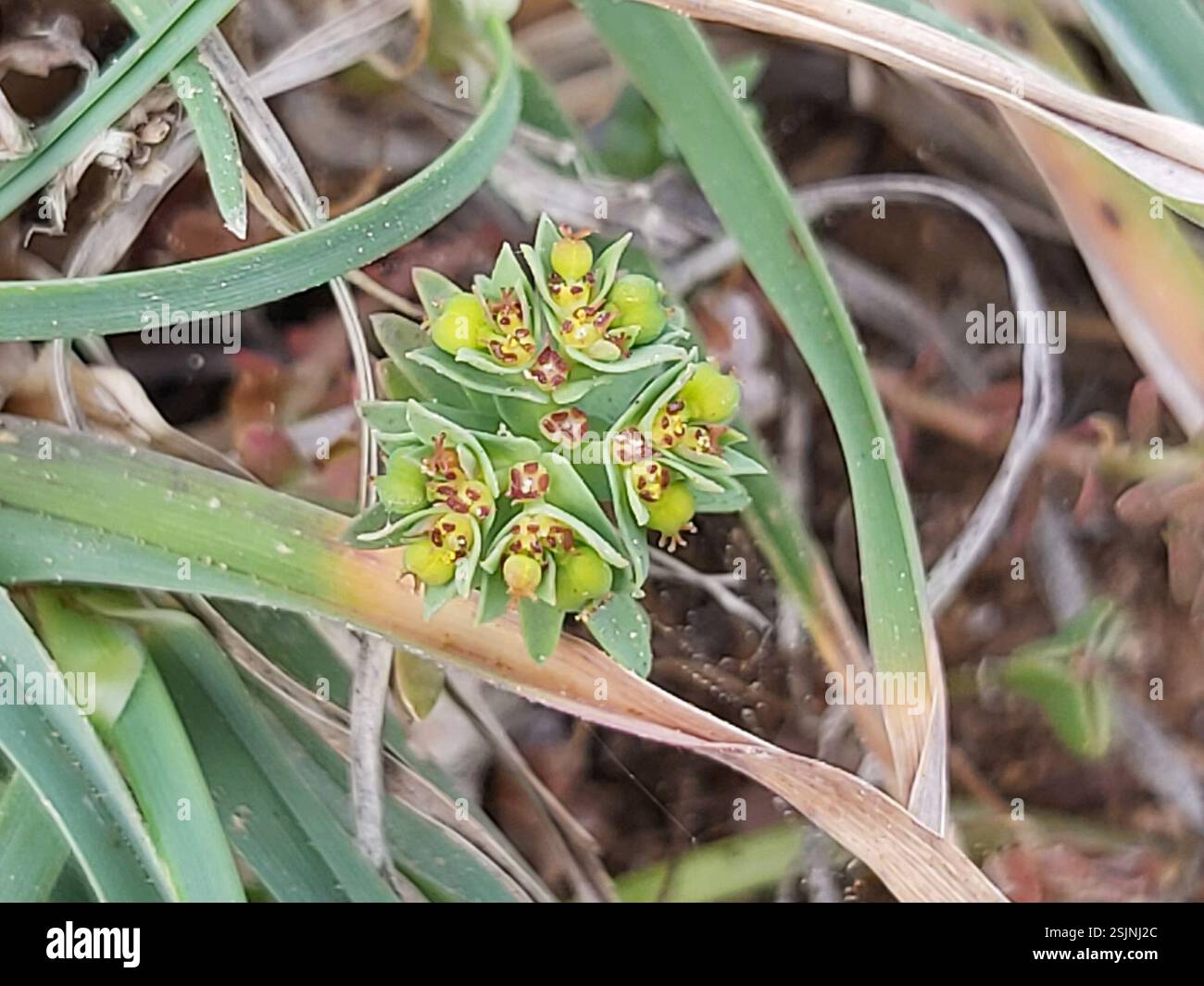 Dwarf Spurge (Euphorbia exigua), Plantae, X9W8+CJM, Meliha, Malta Stock ...
