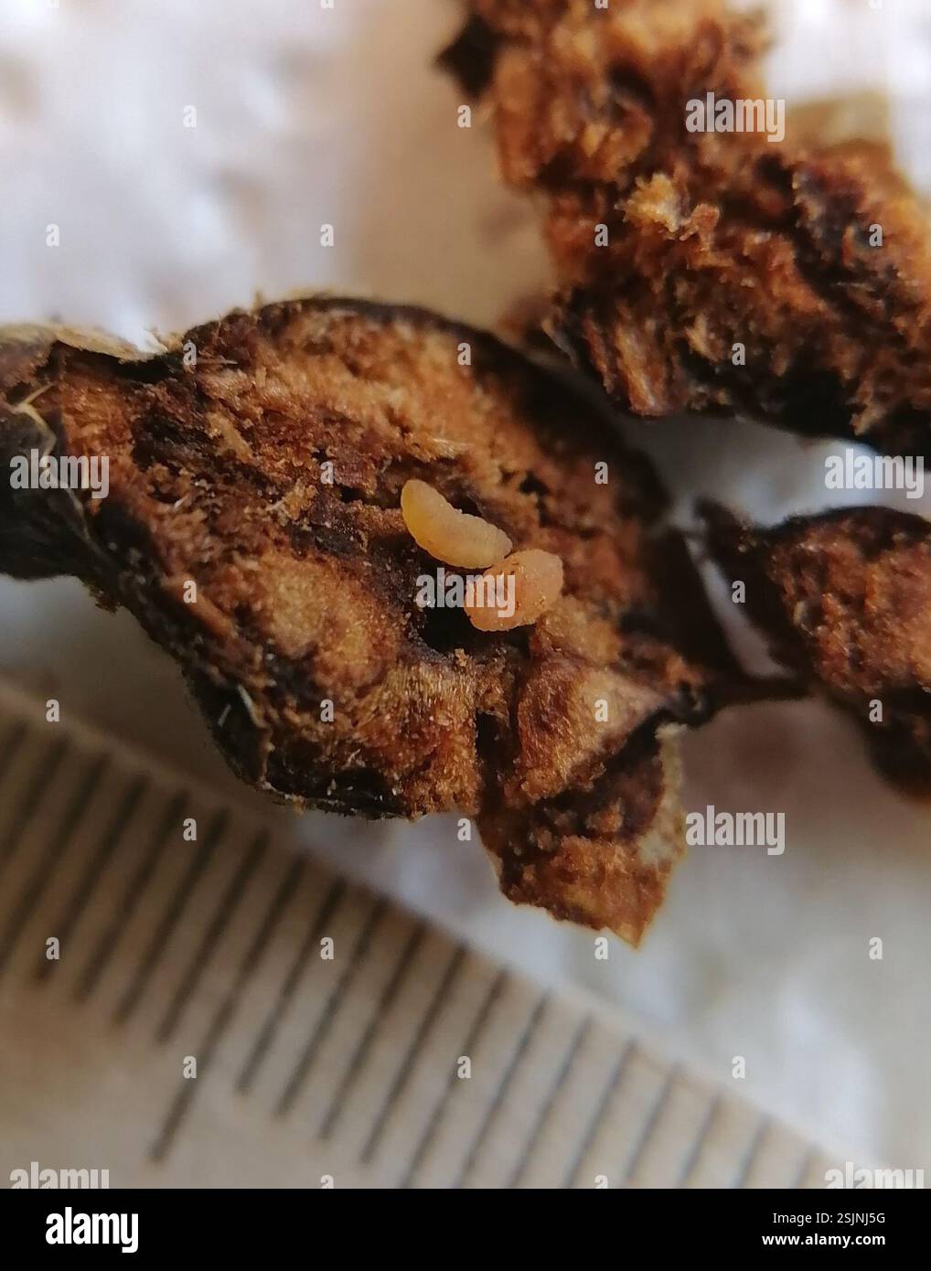 Willow Gall Midges (Rabdophaga), Insecta, Россия, Larvae in galls on ...