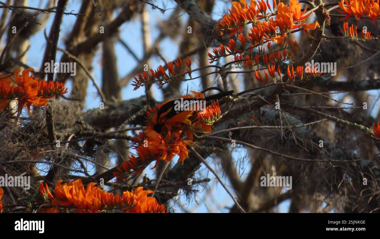 Spot-breasted Oriole (Icterus pectoralis), Aves, El Zamorano, Honduras ...