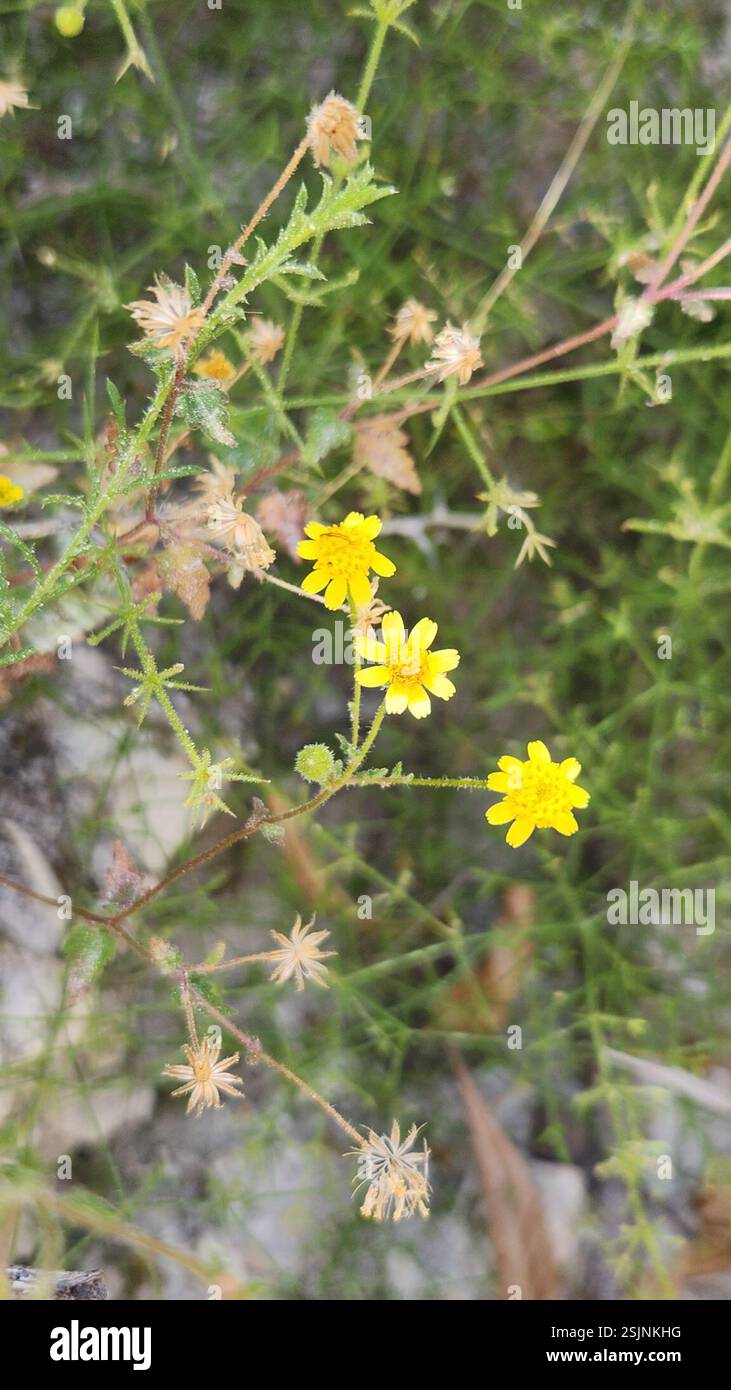 Baja California rockdaisy (Perityle californica), Plantae, Bahía de ...