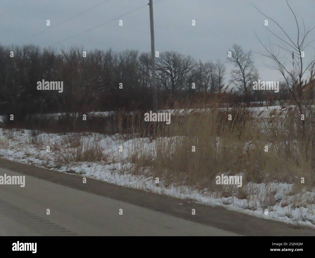 European reed (Phragmites australis australis), Plantae, Fond Du Lac ...