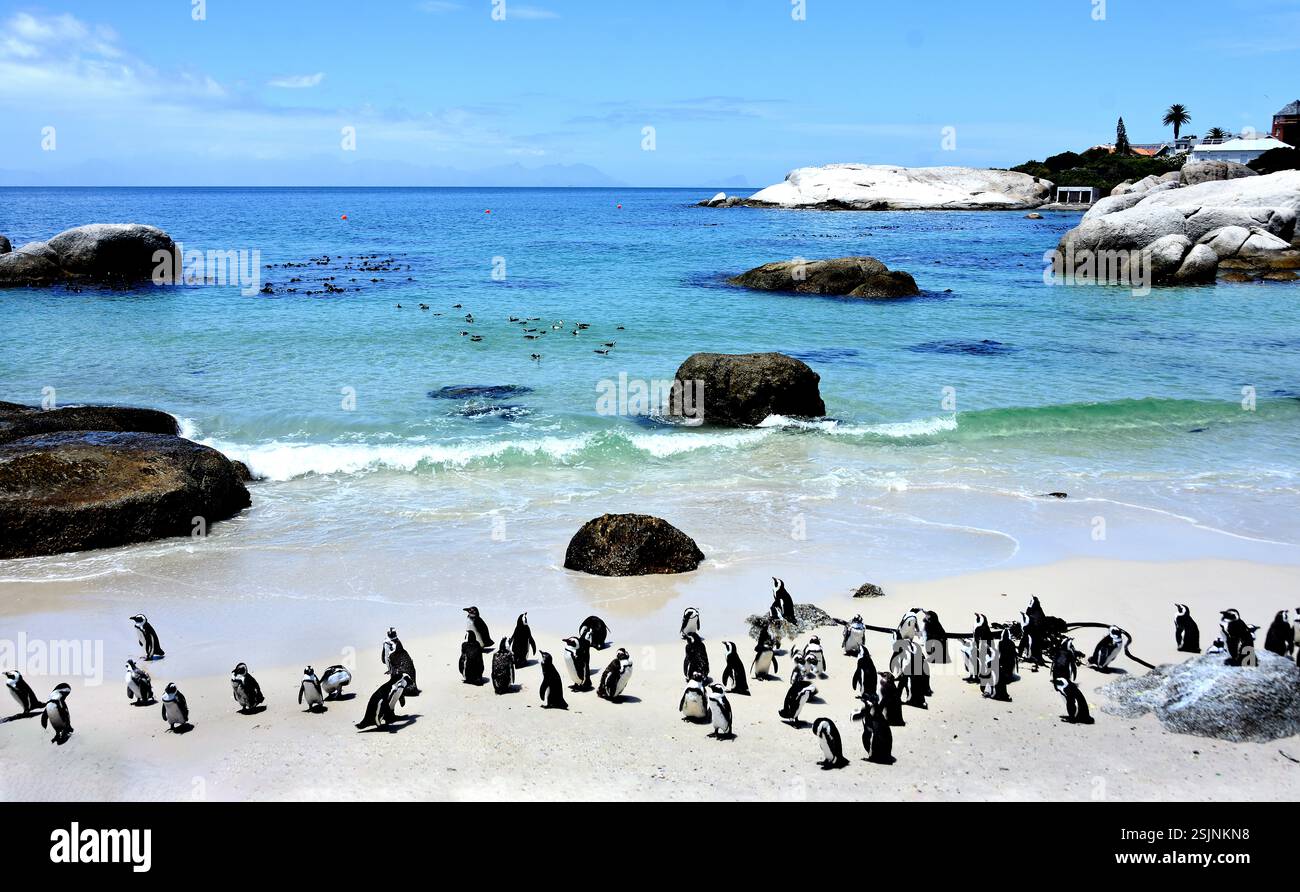 African Penguin, Spheniscus demersus, Boulders Beach, Simon's Town ...