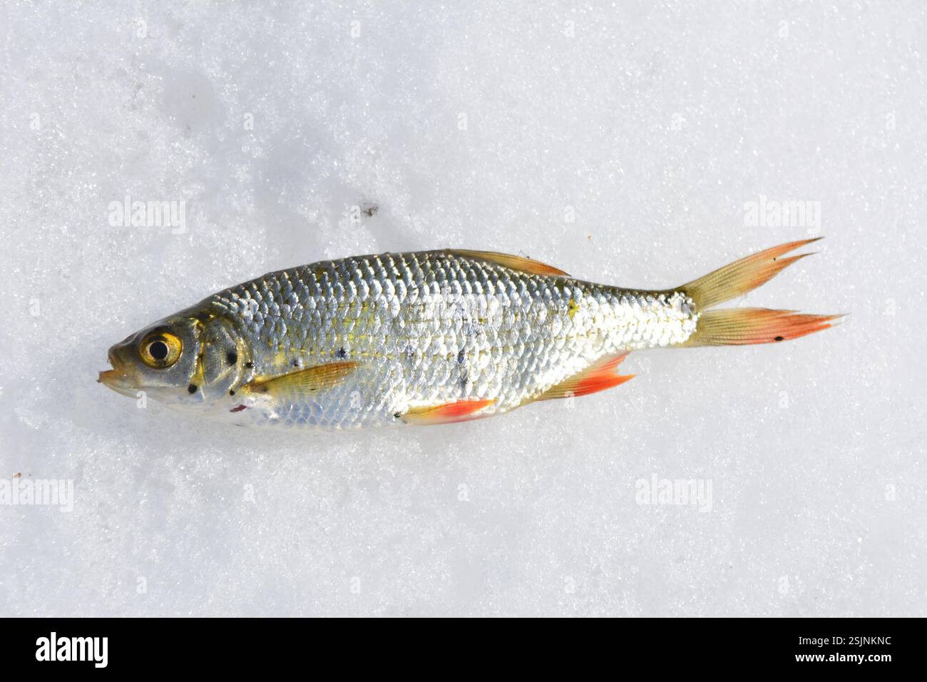 Common Rudd (Scardinius erythrophthalmus), Actinopterygii ...