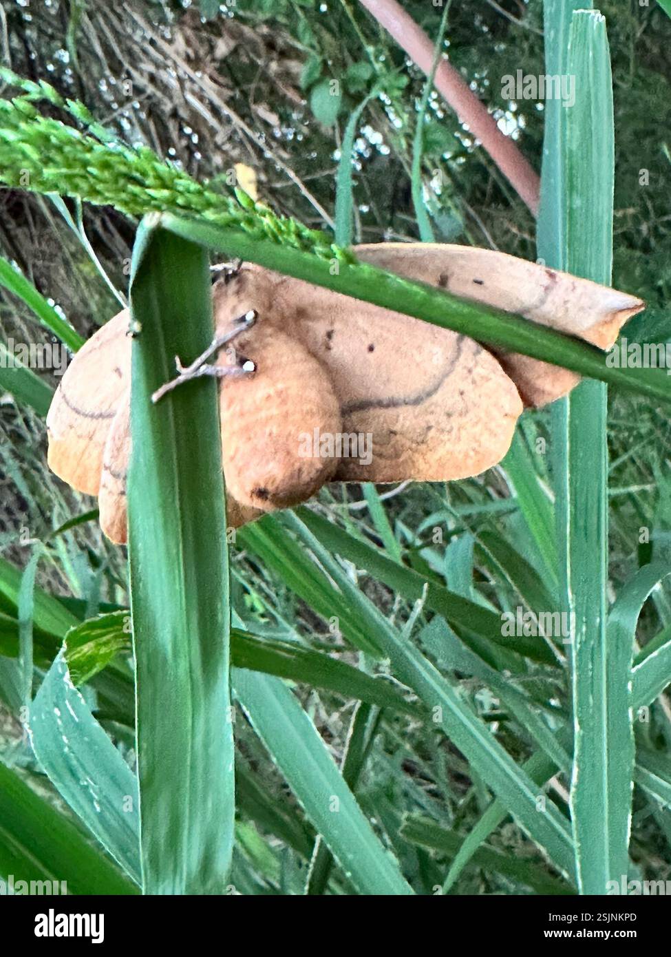 Variable Anthelid (Anthela varia), Insecta, Assembly Street Park ...