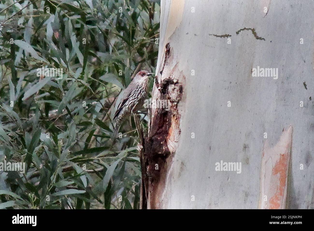 Climacteris erythrops hi-res stock photography and images - Alamy