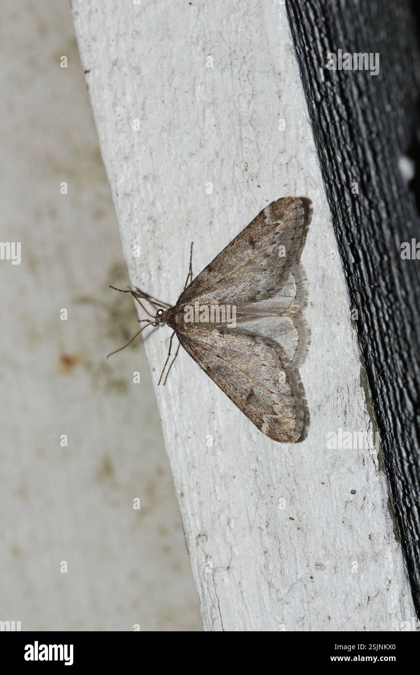 March Moth (Alsophila aescularia), Insecta, 8400 Ebeltoft, Danmark ...