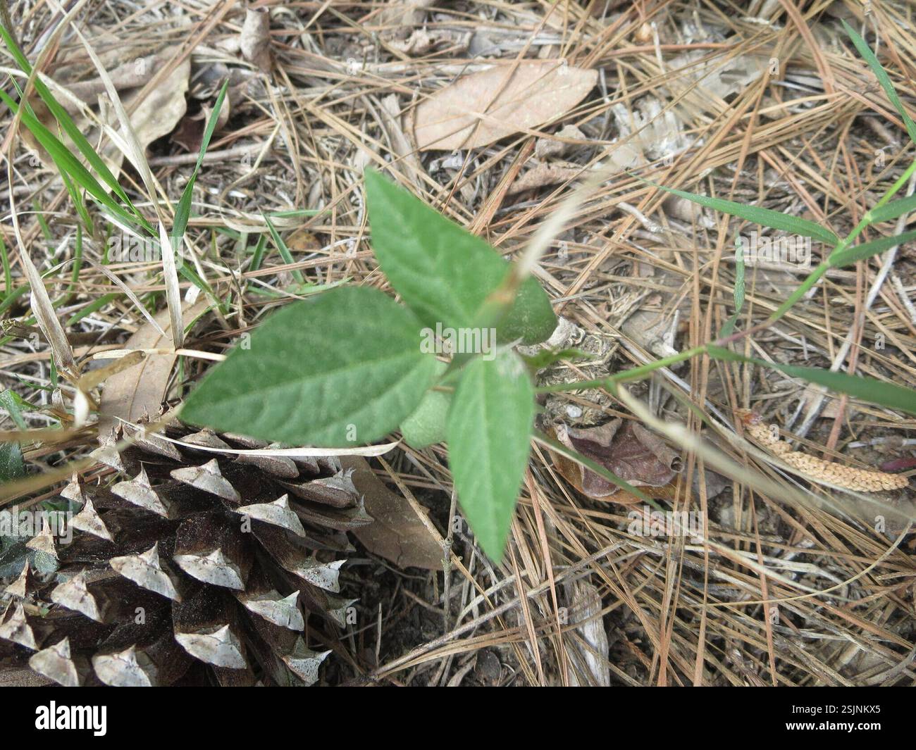 legumes (Fabaceae), Plantae, Windsor Forest, Savannah, GA, USA Stock ...