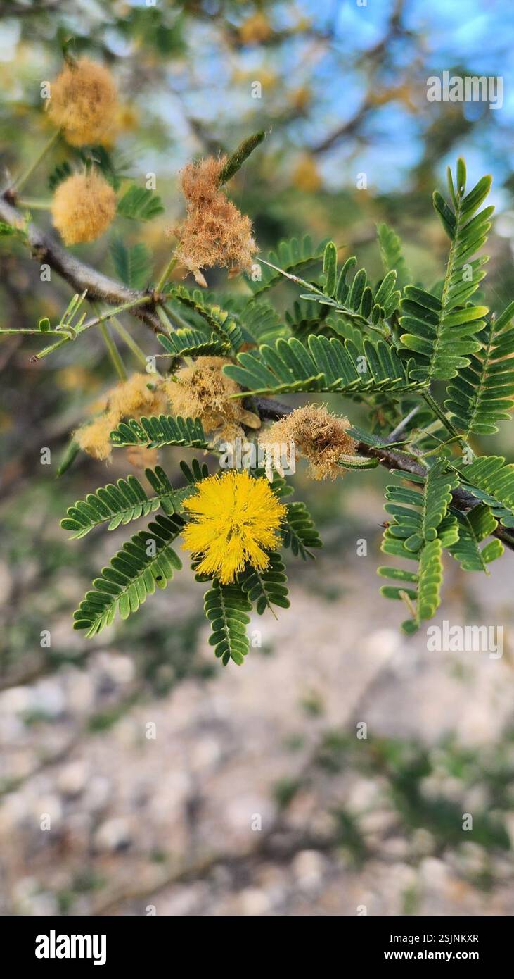 Sweet acacia (Vachellia farnesiana), Plantae, Loreto, MX-BS, MX Stock ...