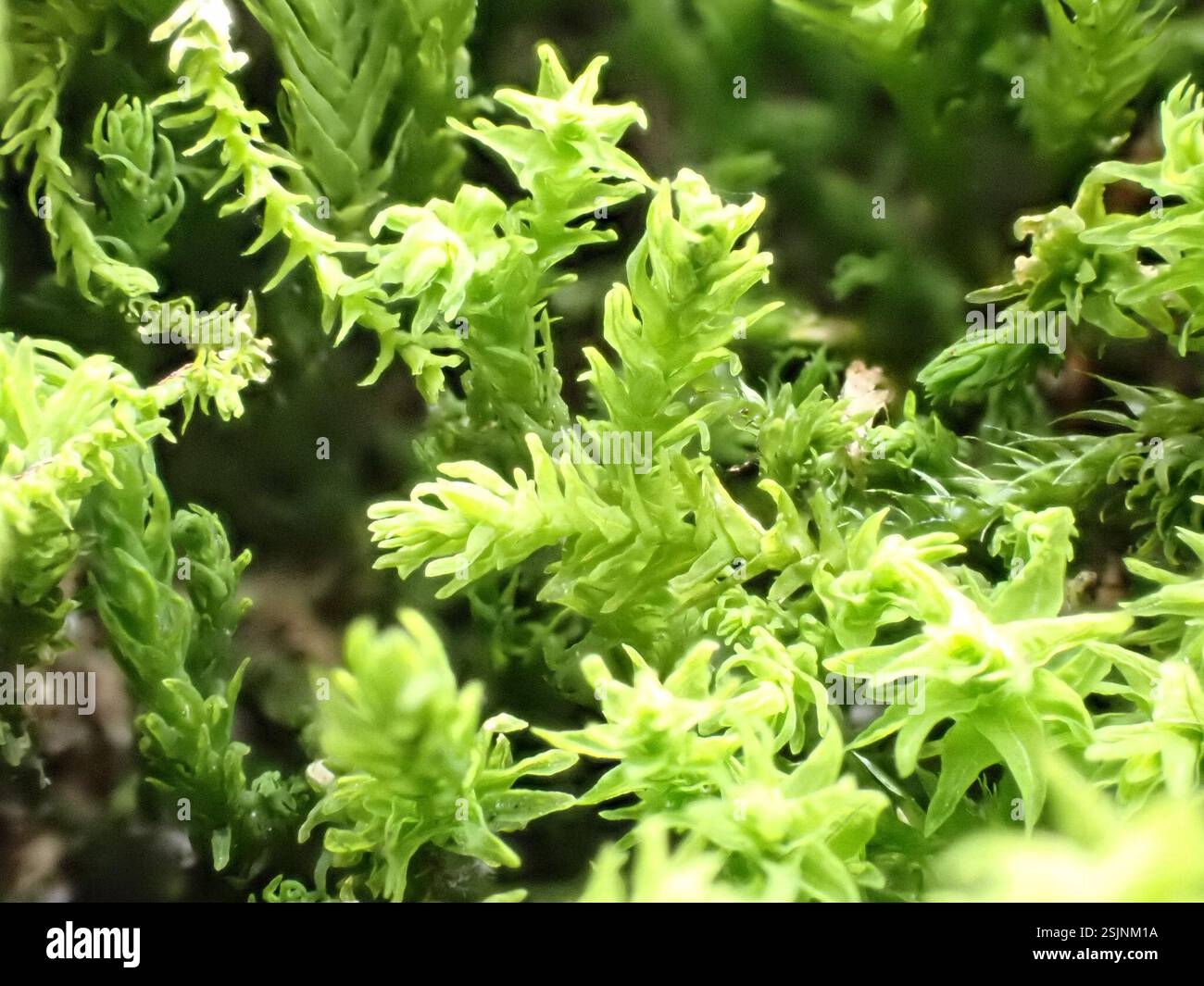 Rambling Tail-moss (Anomodon viticulosus), Plantae, Malburgen-West ...