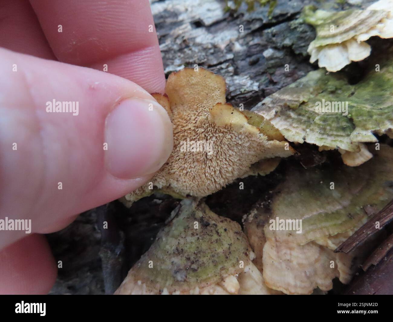 violet-toothed polypore (Trichaptum biforme), Fungi, Devil's Lake State ...
