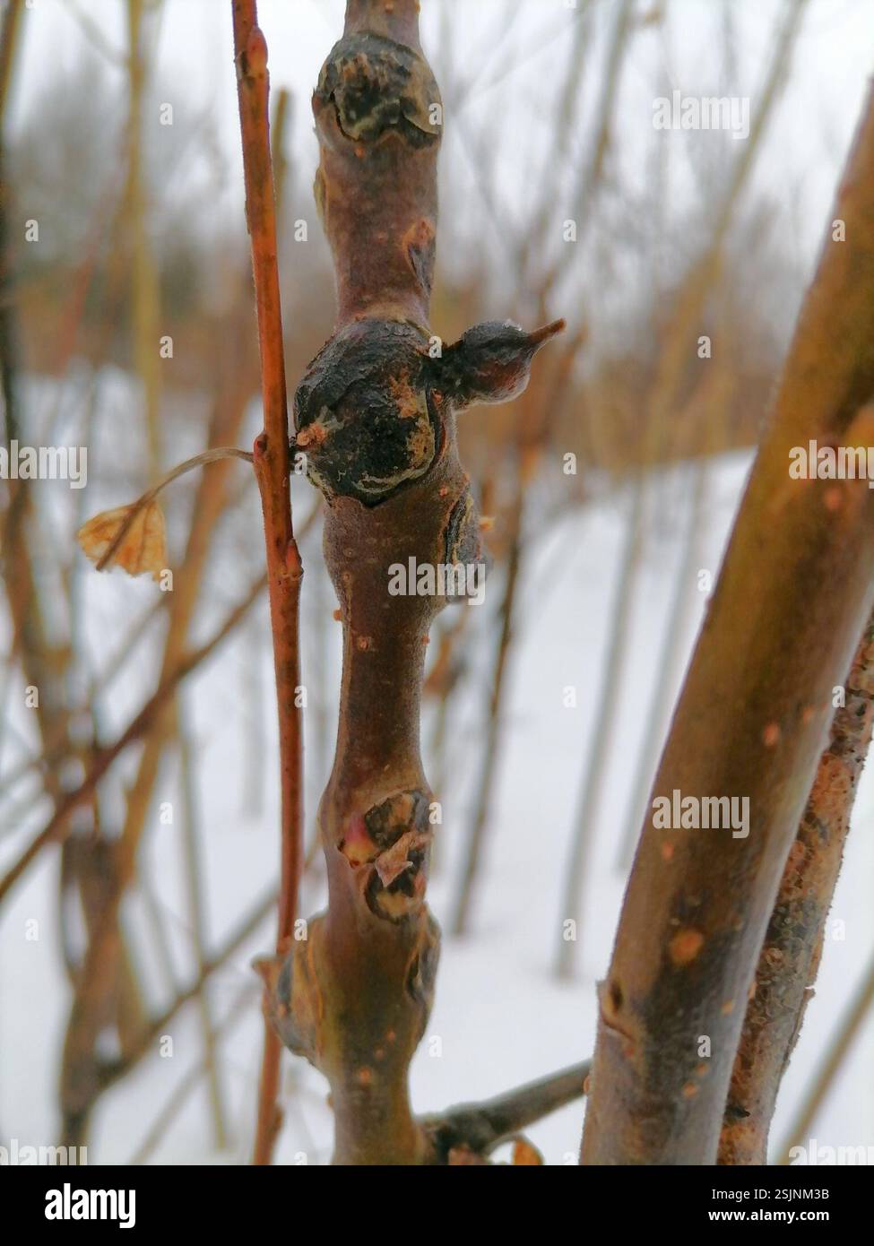 Willow Gall Midges (Rabdophaga), Insecta, Лесосечная ул., 14 ...