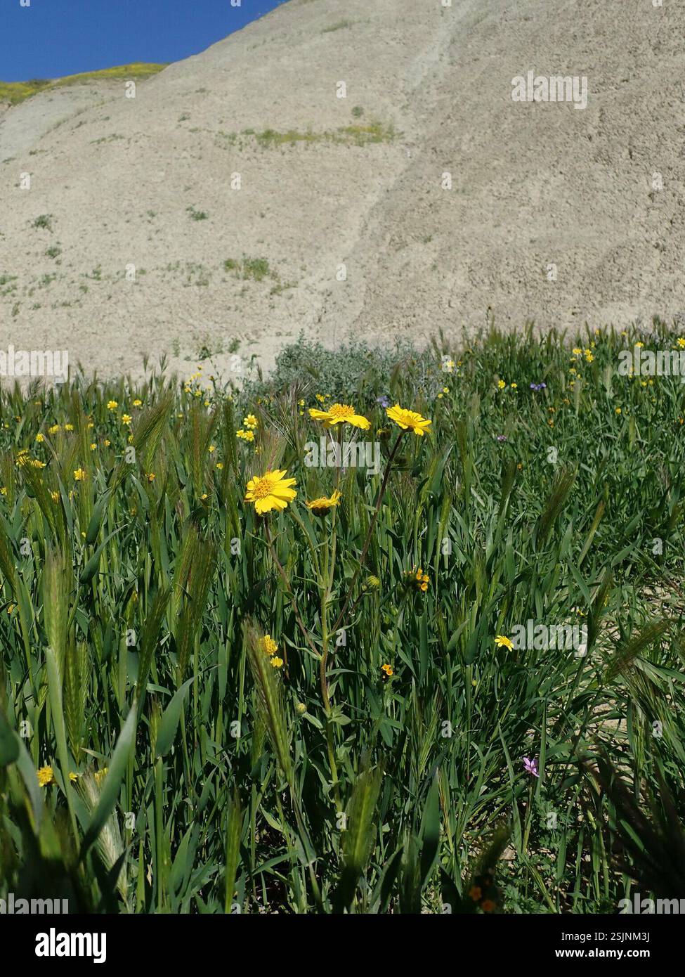 showy golden madia (Madia radiata), Plantae, California, US Stock Photo ...