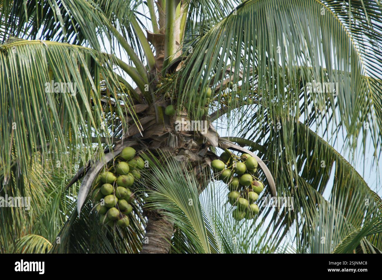 Coconut tree, a symbol of the Bahamas. Tall, green fronds sway gently ...