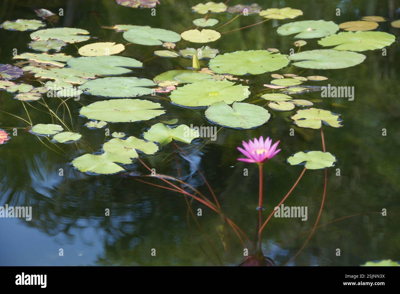 Water lily. A single pink water lily blooms amidst lush green leaves on ...