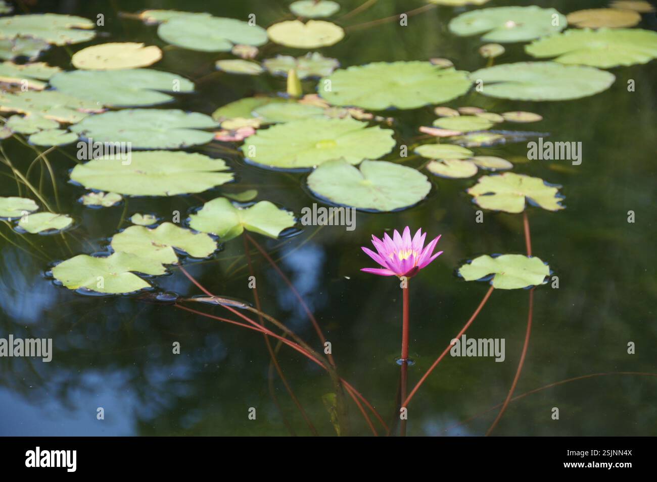 Water lily. A single vibrant pink water lily blooms amidst lush green ...