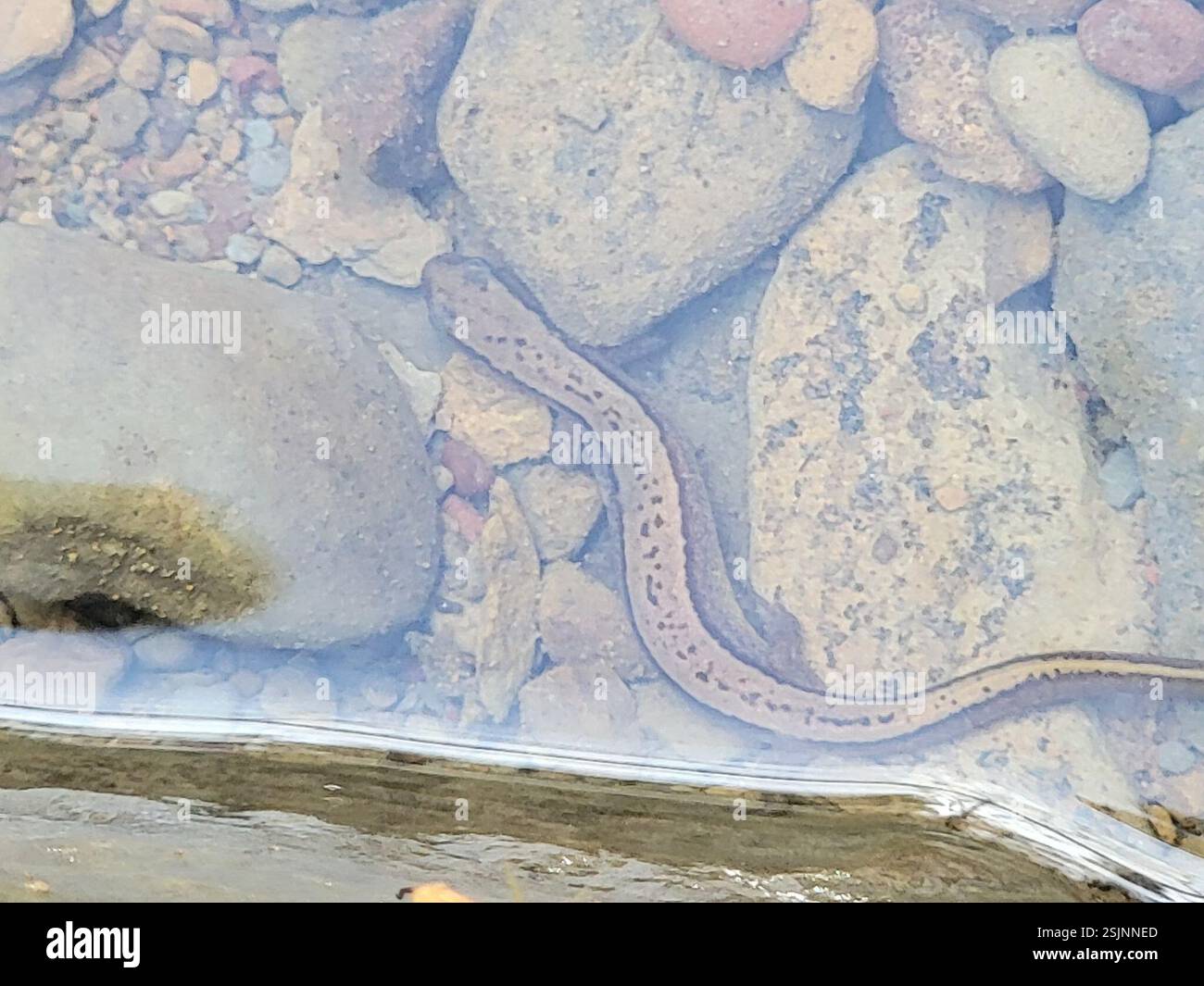 Southern Two-lined Salamander (Eurycea cirrigera), Amphibia, Morehead ...