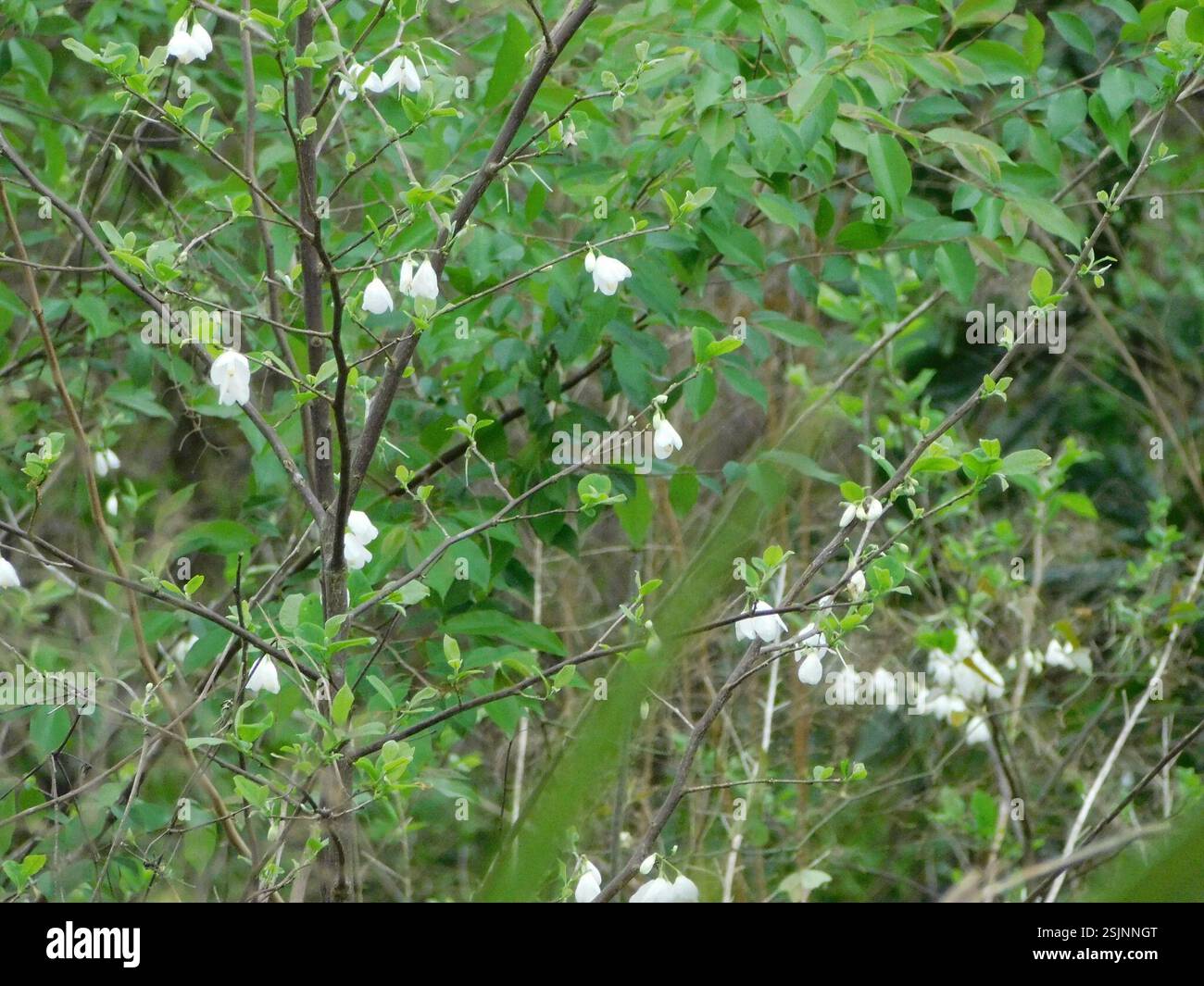 Two-wing Silverbell (Halesia diptera), Plantae, Fl Caverns State Park ...