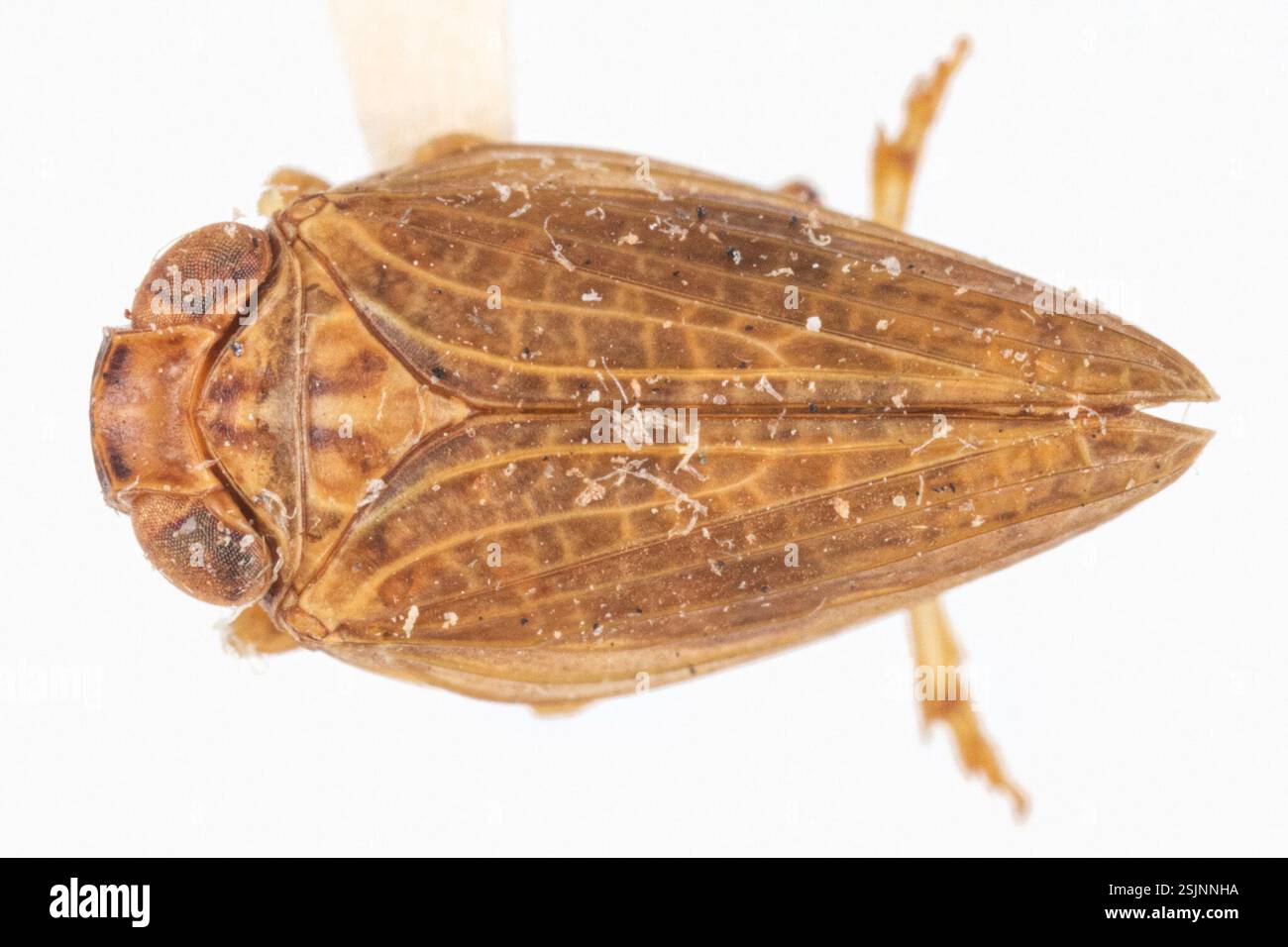 (Thionia), Insecta, San José Province, San Pedro, Costa Rica ...