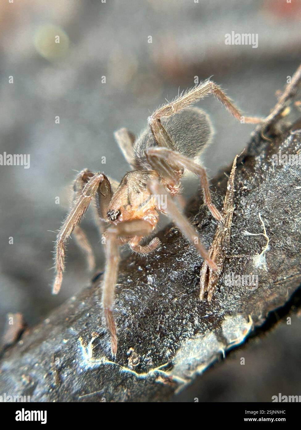 (Agroeca), Arachnida, Highland Dr, Los Osos, CA, US Stock Photo - Alamy