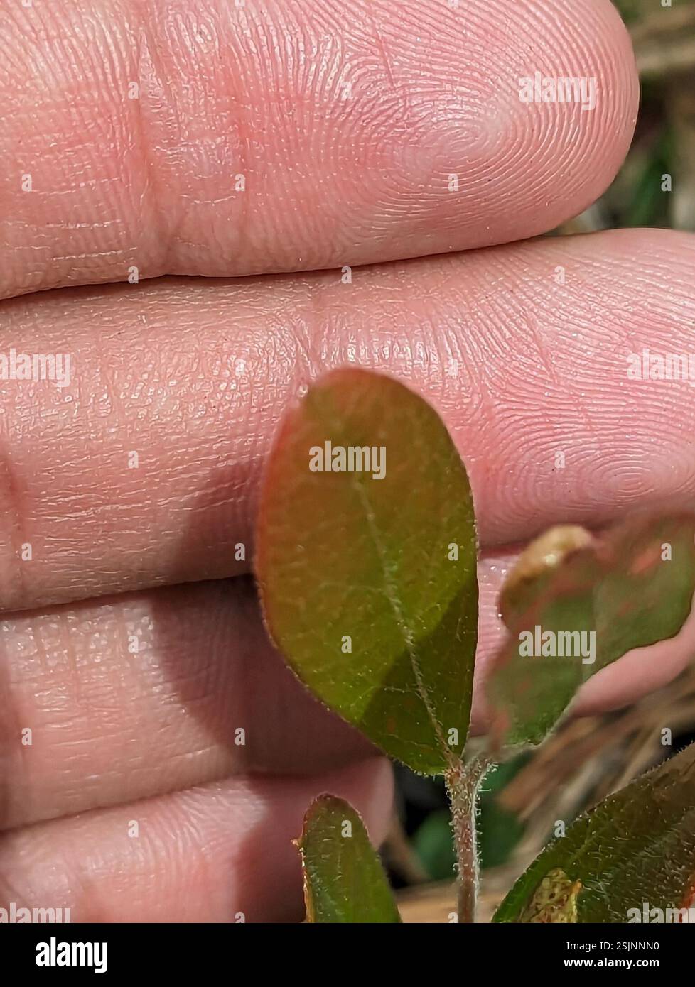 dwarf huckleberry (Gaylussacia dumosa), Plantae, DeLand, FL 32724, USA ...