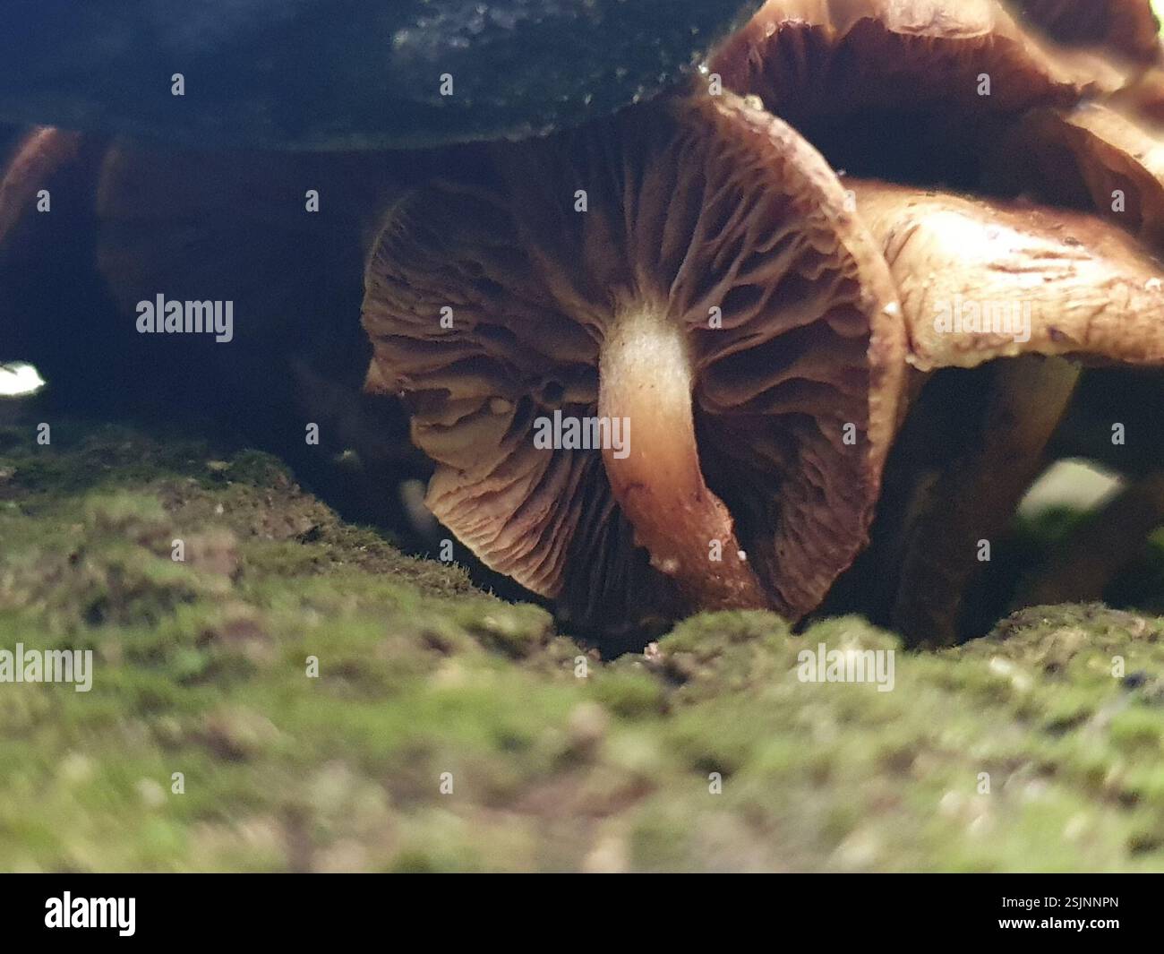 (Strophariaceae), Fungi, Mākara, Wellington, New Zealand Stock Photo ...