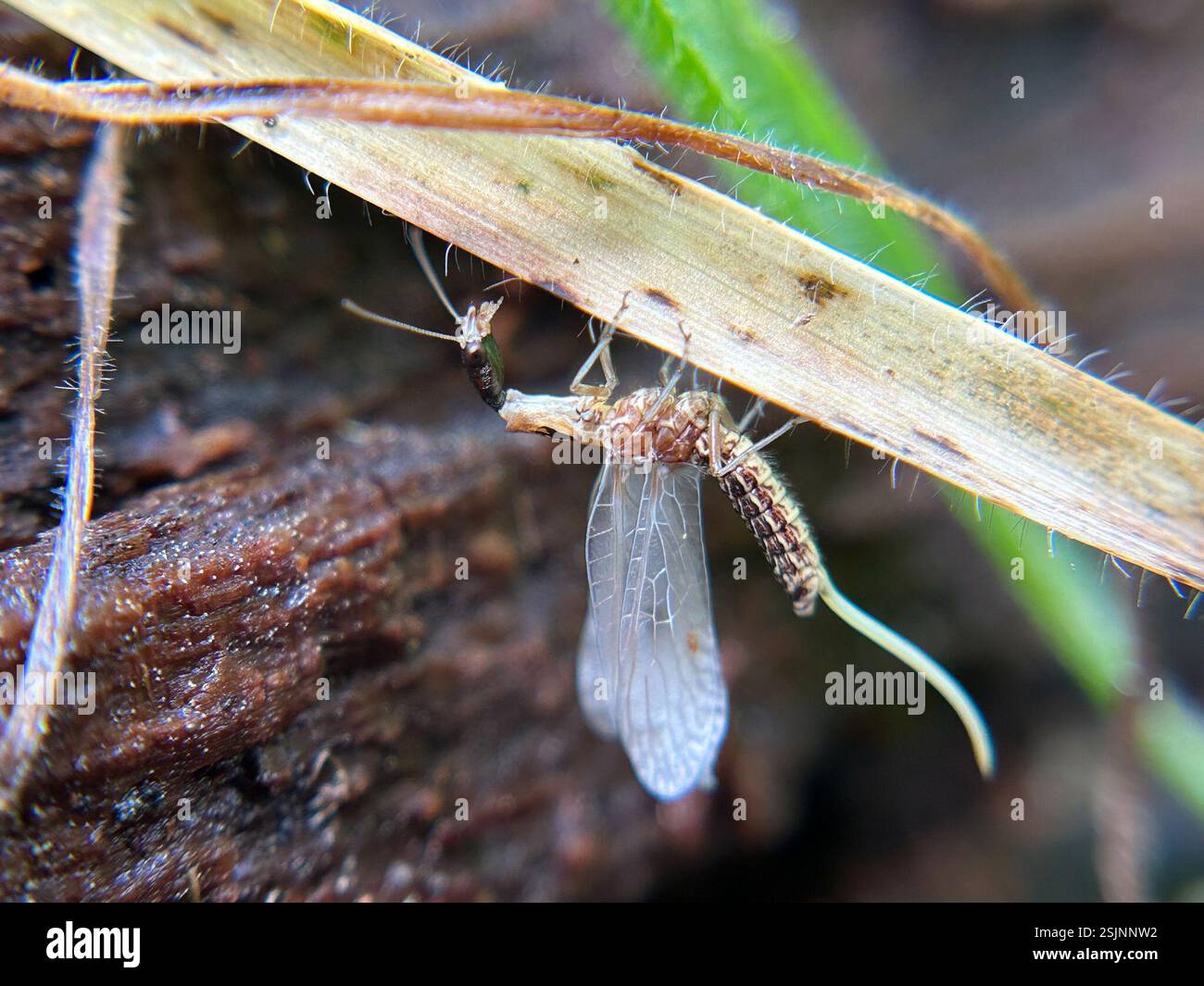 Common Snakeflies (Agulla), Insecta, Sandown Pl, Cambria, CA, US Stock ...