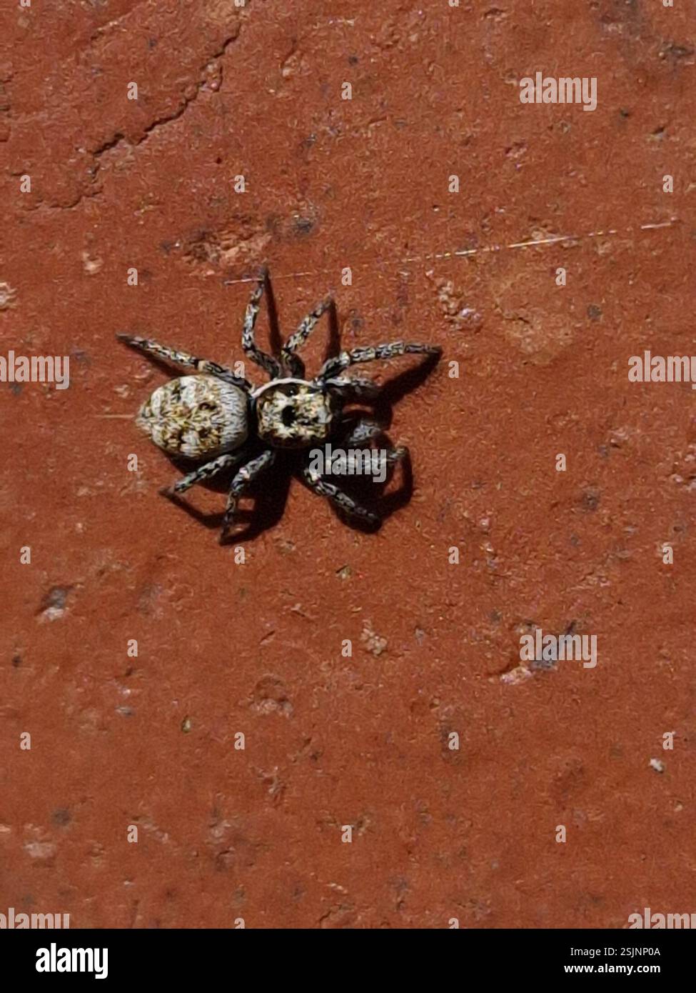 Zebra Jumping Spider (Salticus scenicus), Arachnida, Otley LS21 2DZ, UK ...