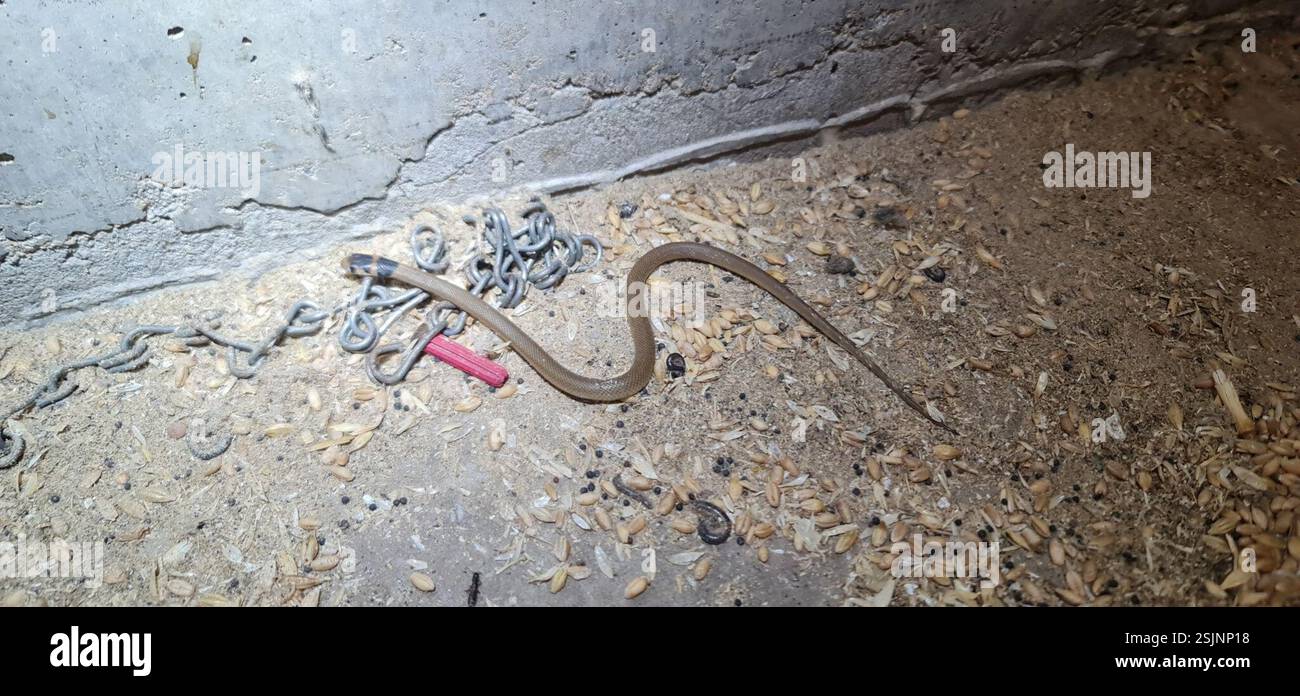 Eastern Brown Snake (Pseudonaja textilis), Reptilia, Viterra Outer ...